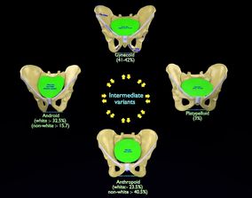 Animated Pelvis 3D Models | CGTrader