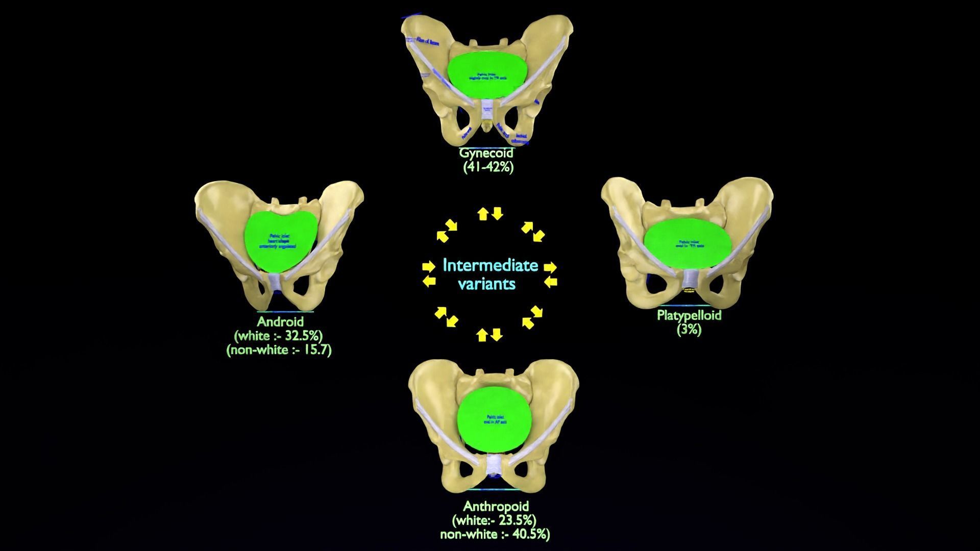 Pelvis types hip bone labelled detailed 3D model animated | CGTrader