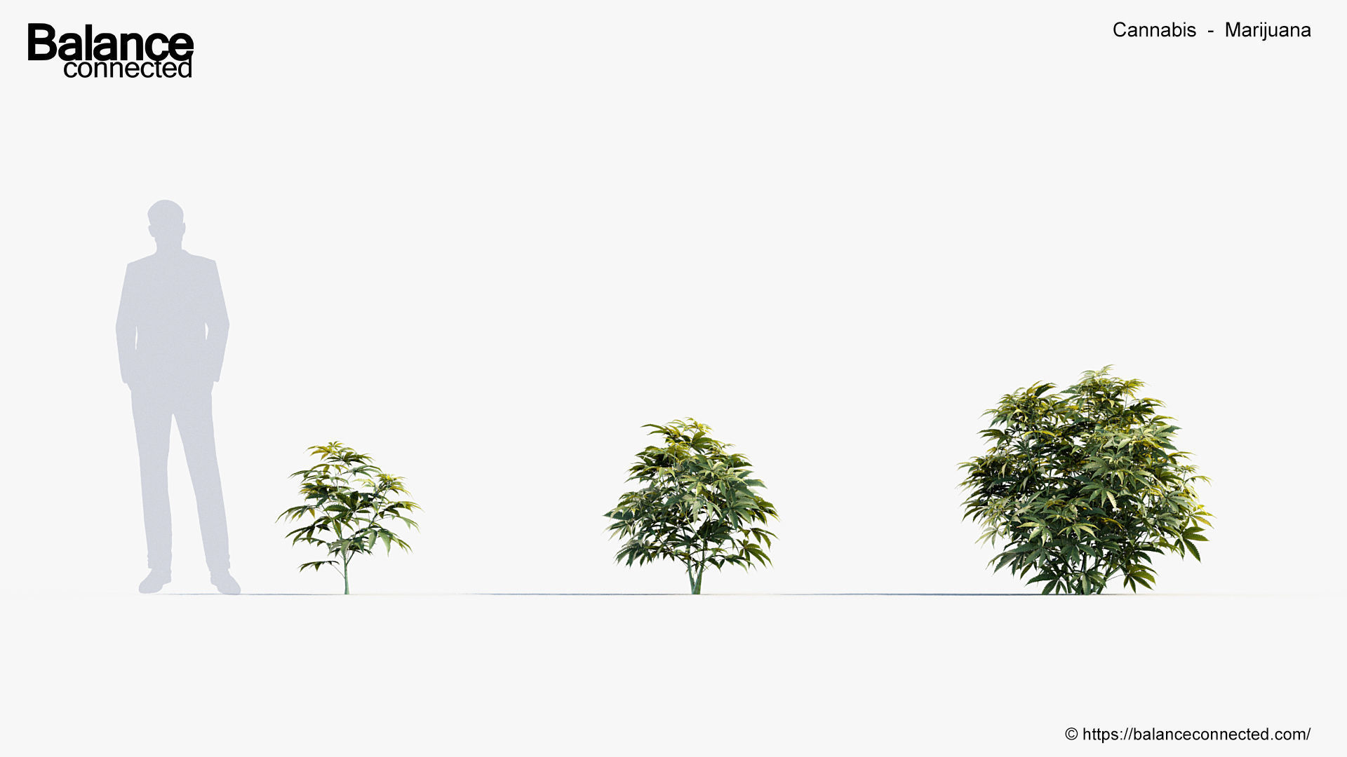 Cannabis Marijuana 3D model | CGTrader