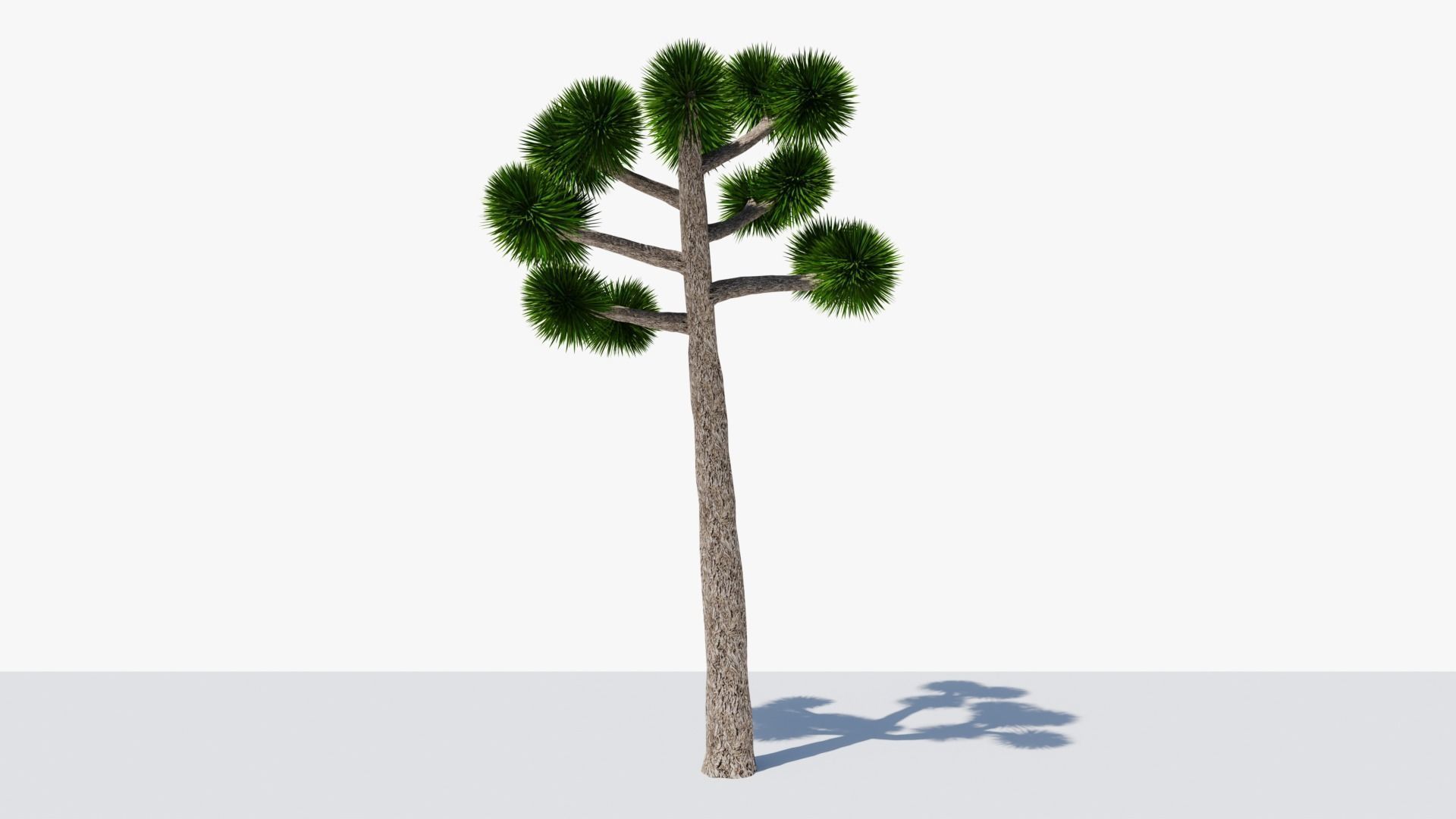 3D model Joshua Tree or Yucca Palm v8 VR / AR / low-poly | CGTrader