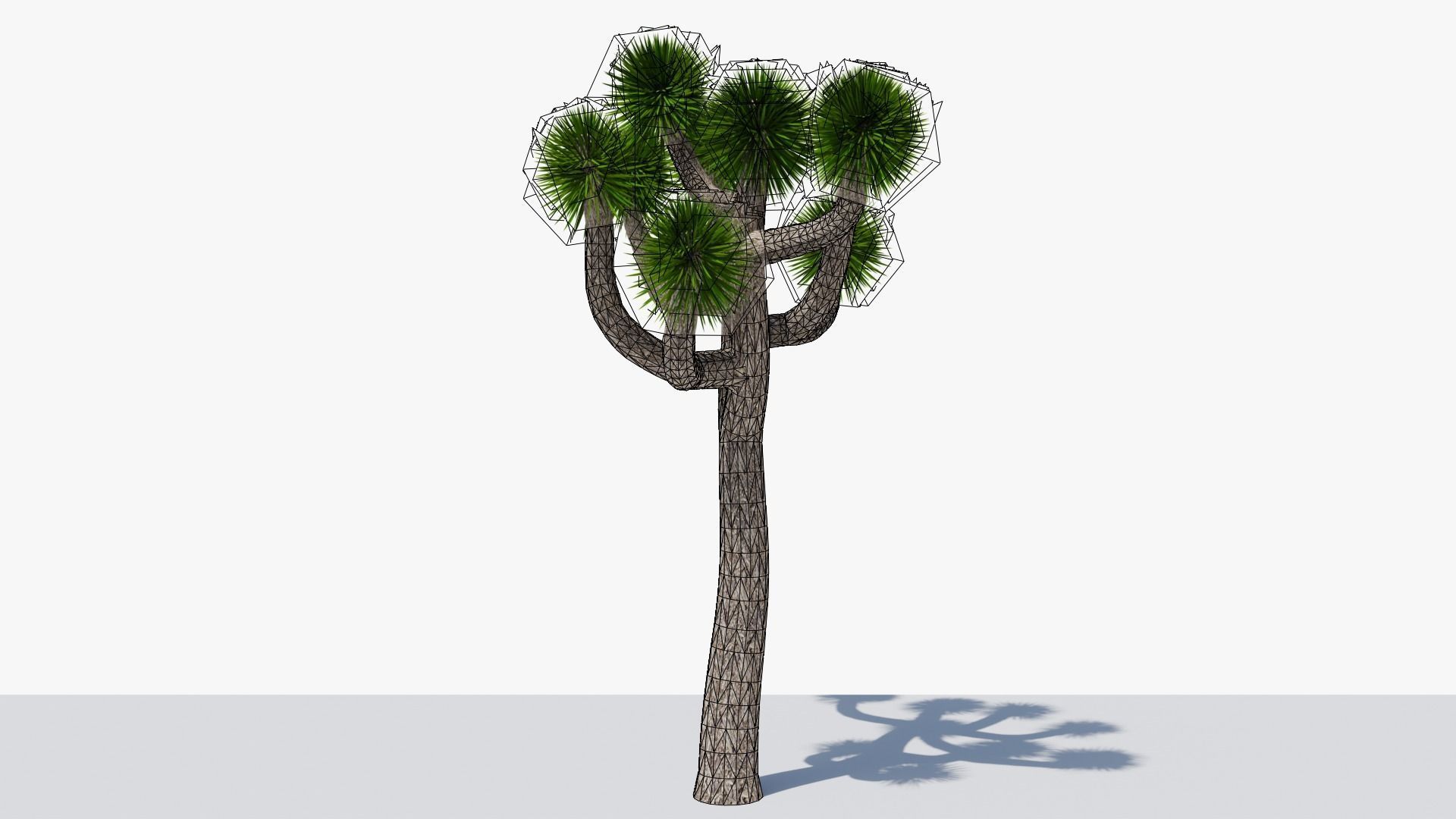 3D model Joshua Tree or Yucca Palm v10 VR / AR / low-poly | CGTrader
