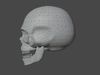 Normal and Decayed Skull - 3D Model 3D model | CGTrader