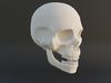 Normal and Decayed Skull - 3D Model 3D model | CGTrader