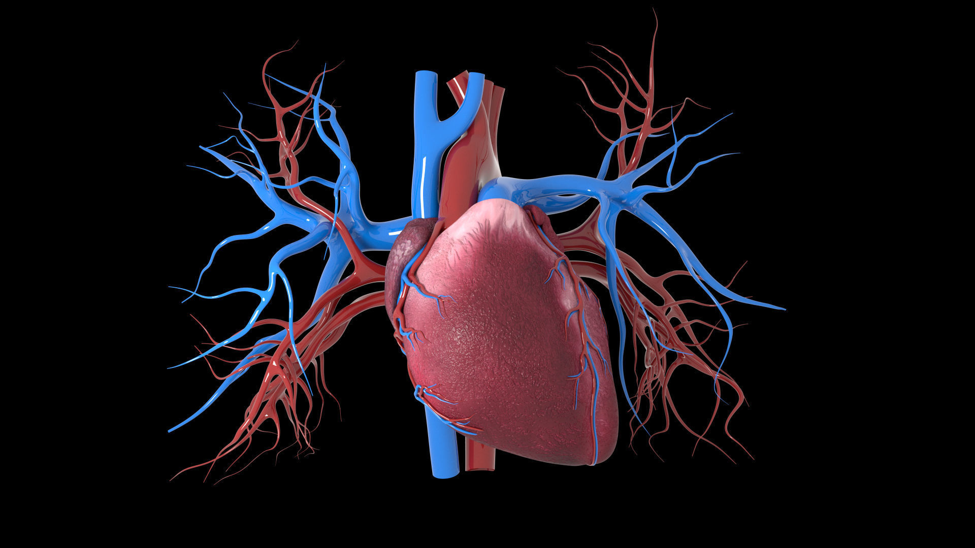 Human Heart Organ 3D model | CGTrader