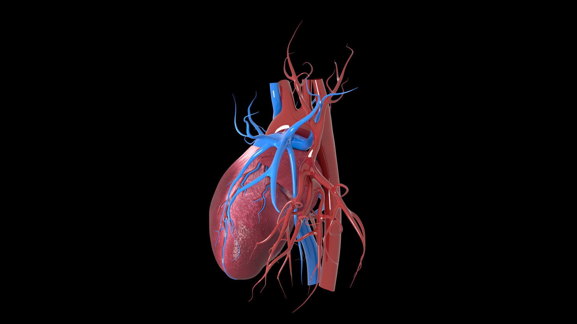 Human Heart Organ 3D model | CGTrader