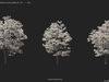 Maxtree Plant Models Vol 41 - Mesh 3D model | CGTrader