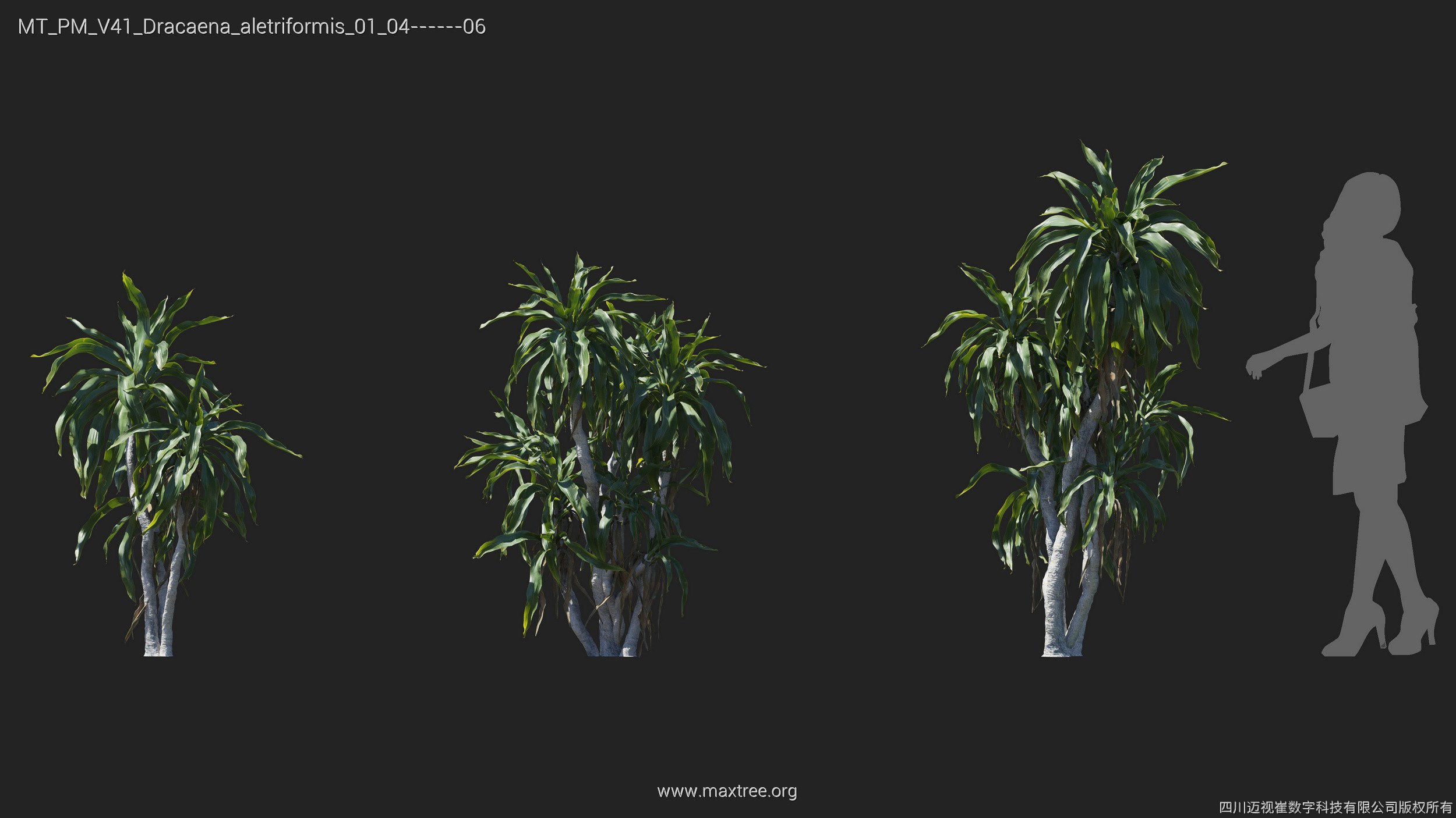 Maxtree Plant Models Vol 41 - Mesh 3D model | CGTrader
