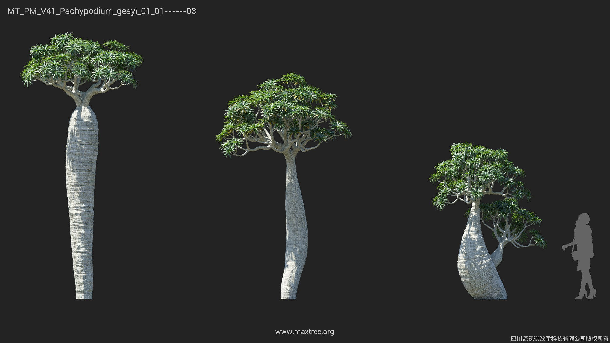 Maxtree Plant Models Vol 41 - Mesh 3D model | CGTrader