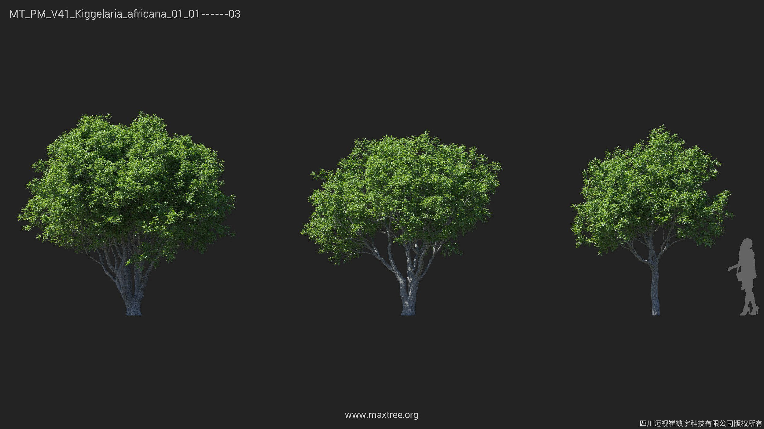 Maxtree Plant Models Vol 41 - Mesh 3D model | CGTrader