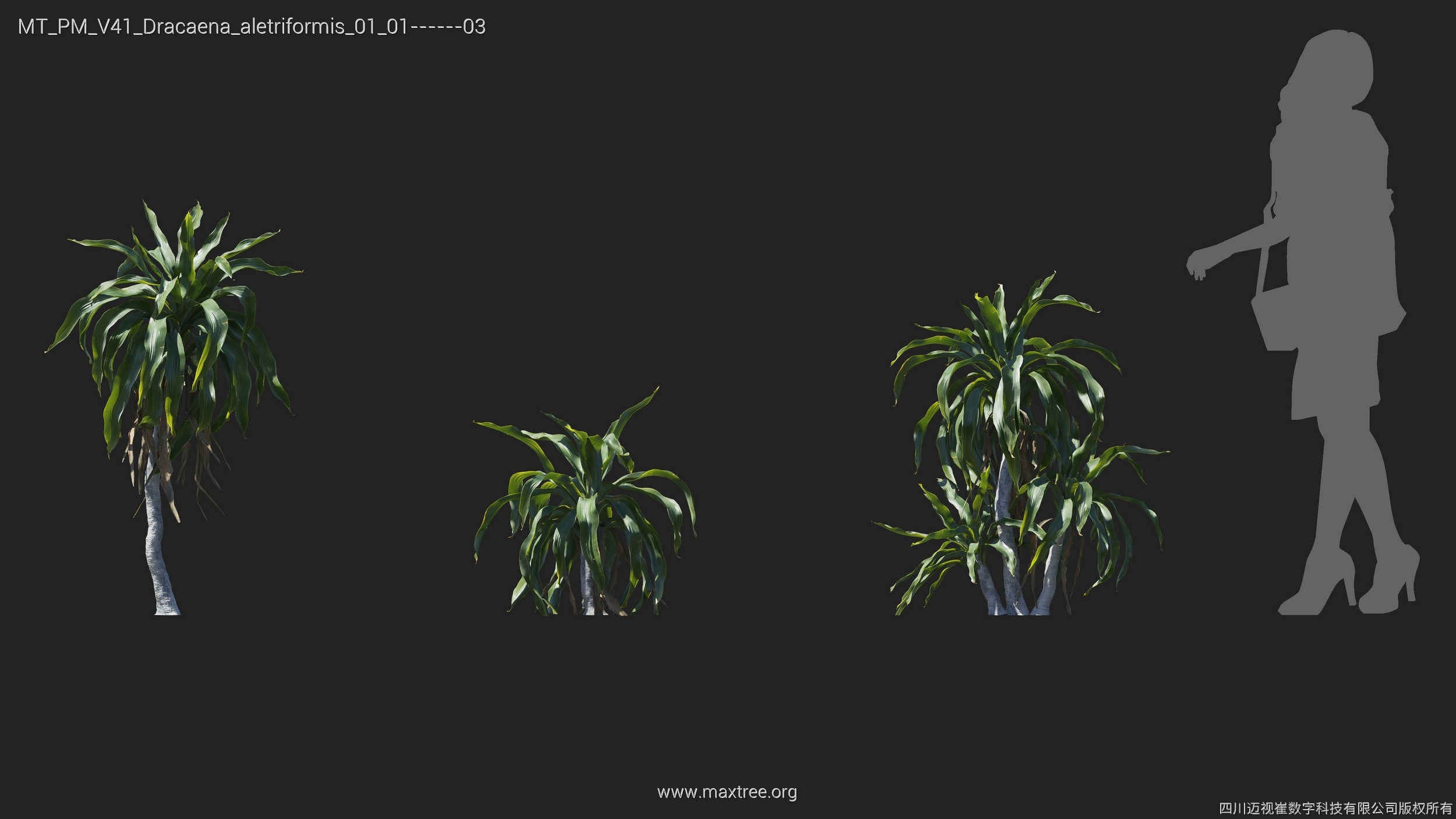 Maxtree Plant Models Vol 41 - Mesh 3D model | CGTrader