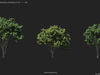 Maxtree Plant Models Vol 41 - Mesh 3D model | CGTrader