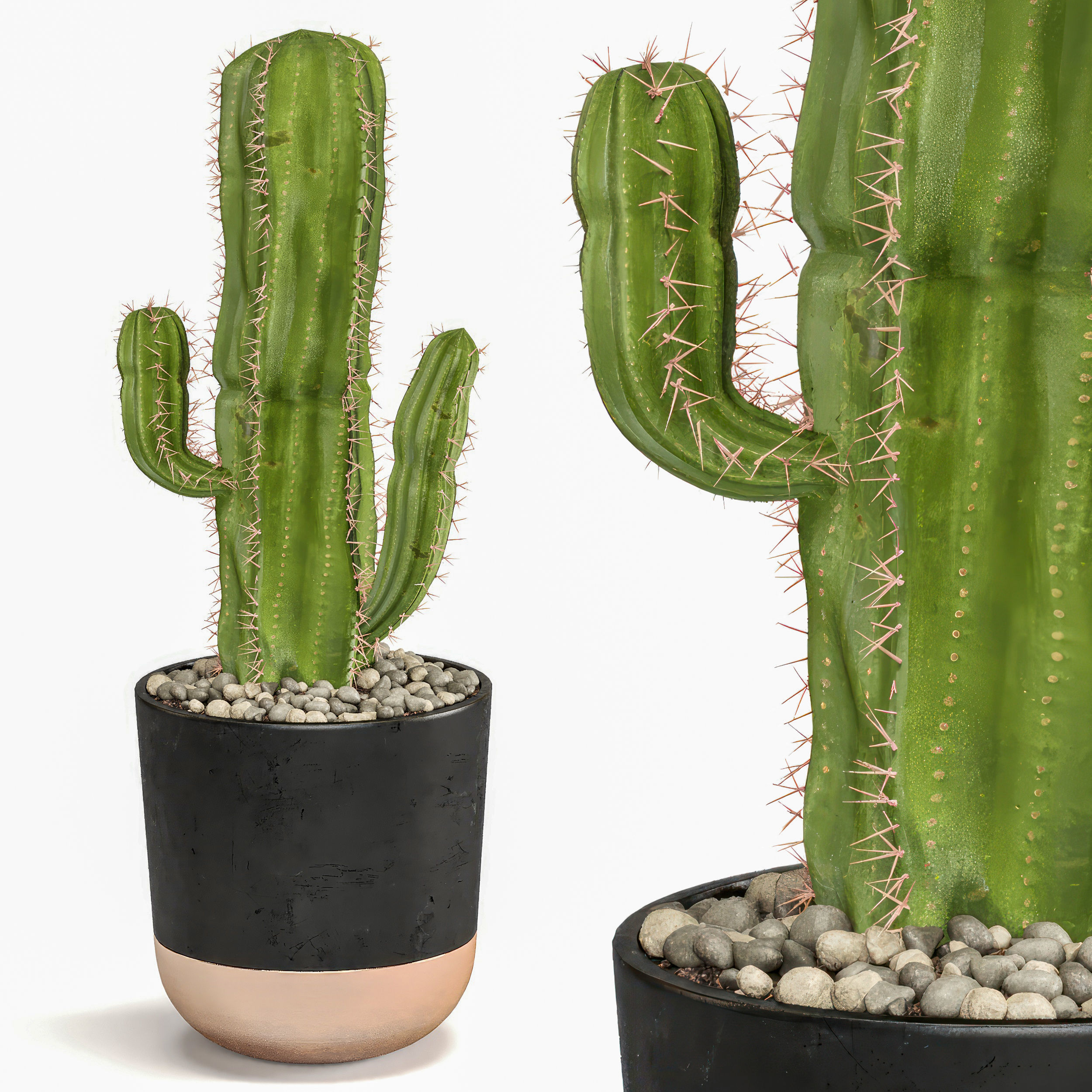Cactus Indoor Plants Set 05 3D model | CGTrader