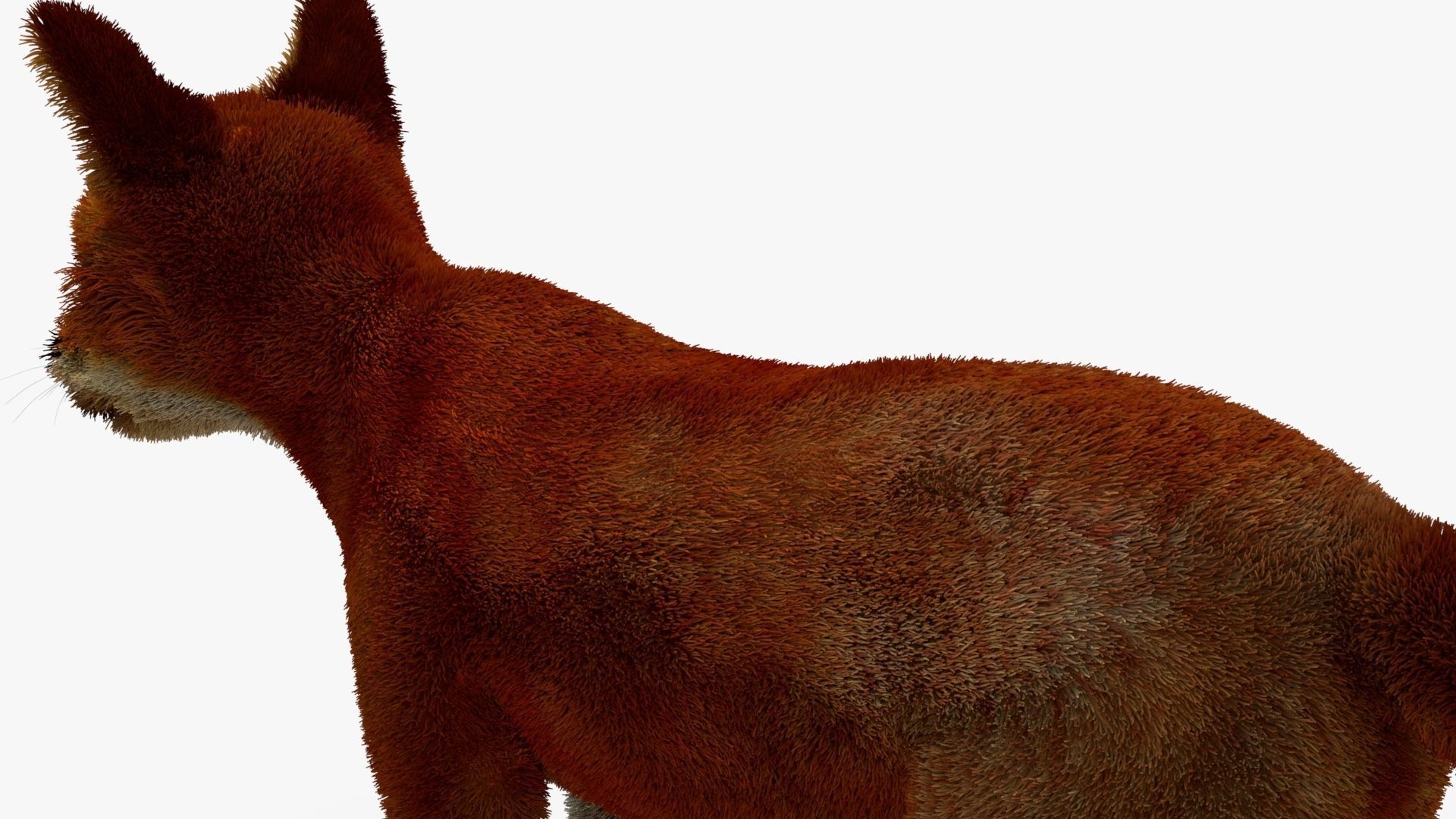 3D model MAYA XGEN FUR red fox VR / AR / low-poly | CGTrader