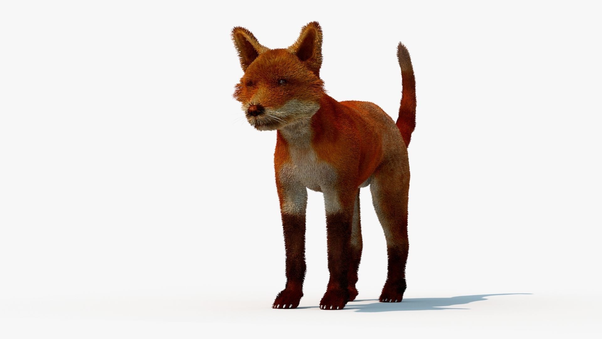 3D model MAYA XGEN FUR red fox VR / AR / low-poly | CGTrader