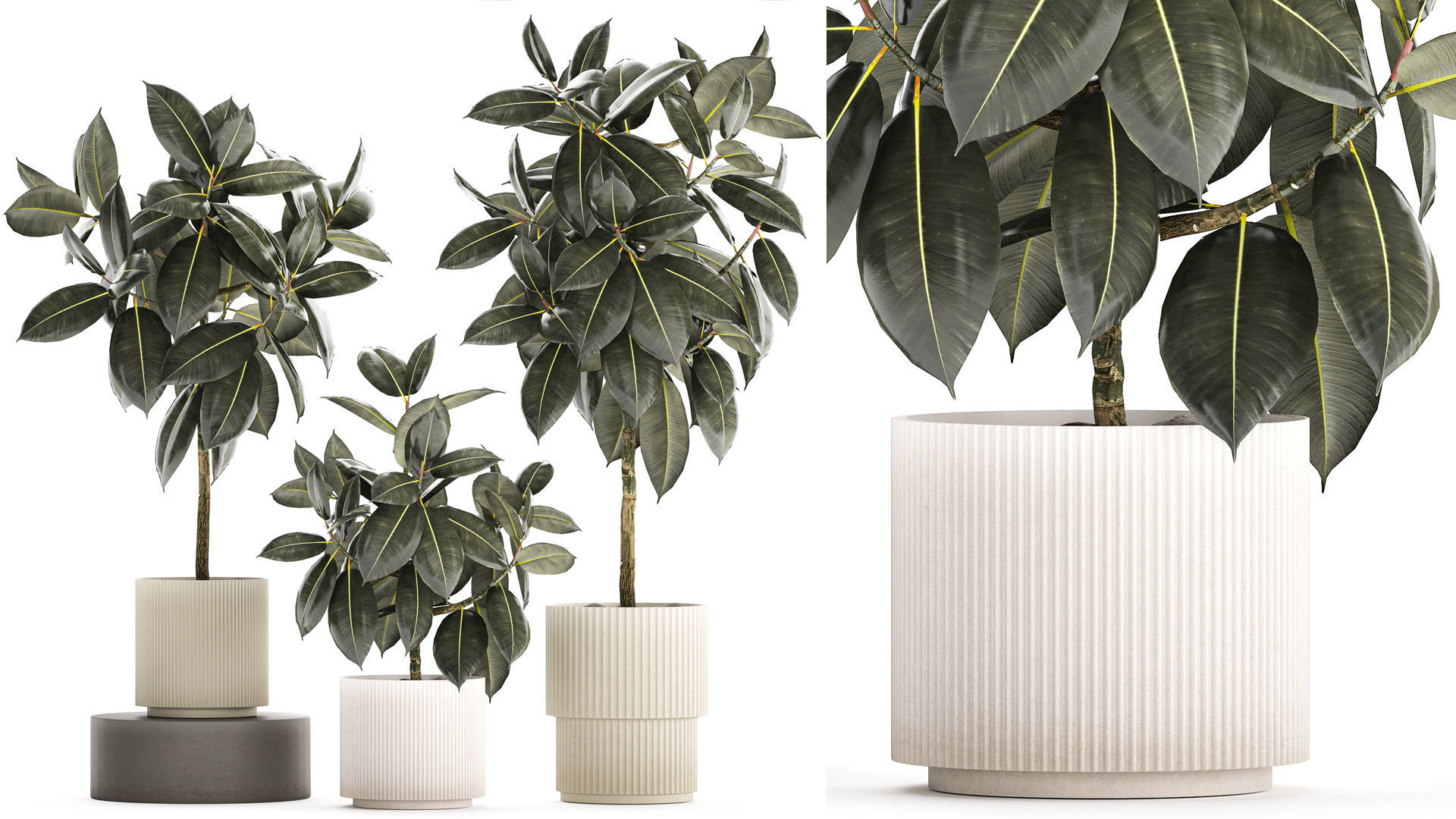 Set of beautiful Ficus elastica trees in flower pots 1243 3D model ...
