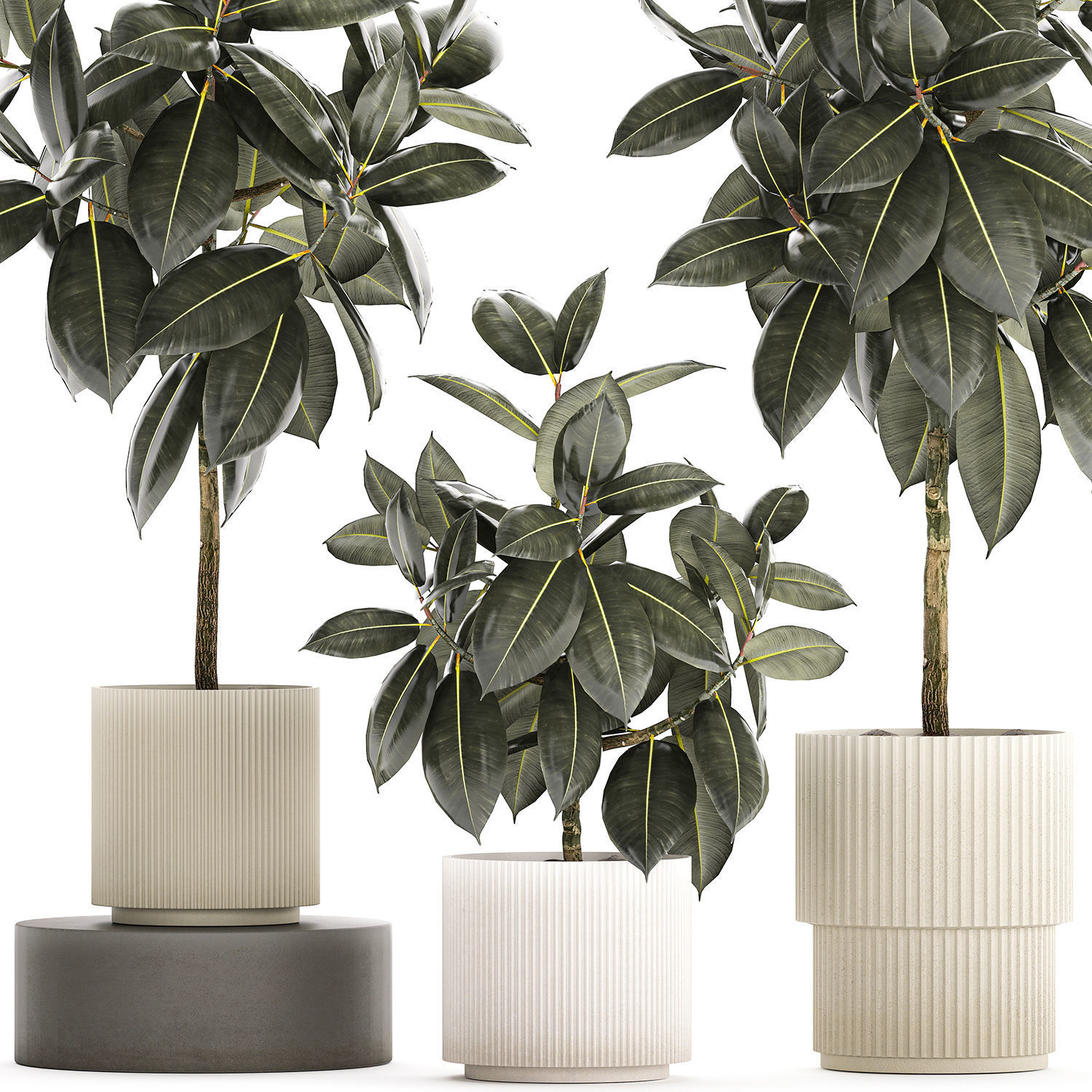 Set of beautiful Ficus elastica trees in flower pots 1243 3D model ...