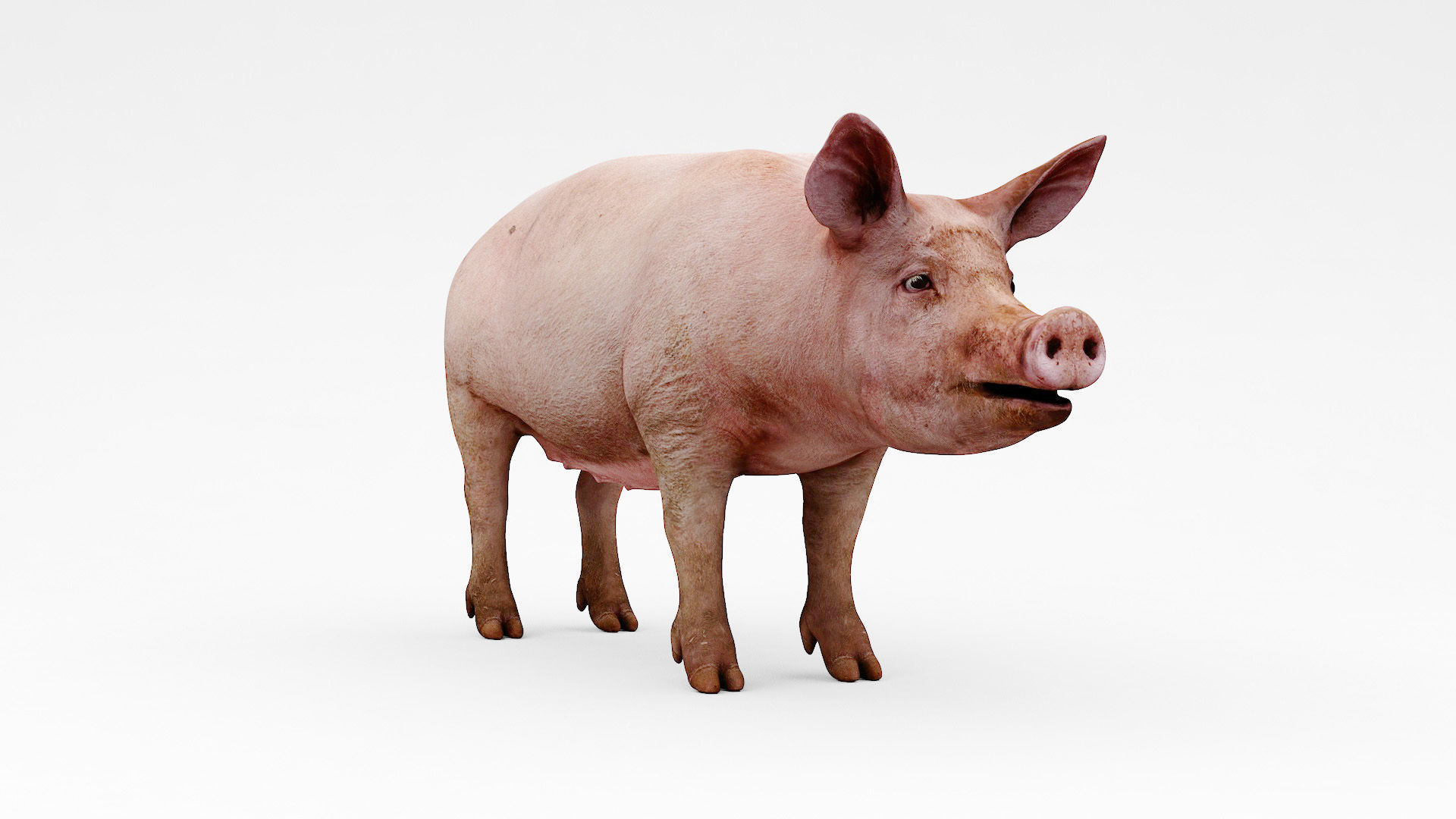 farm pig 3D model | CGTrader