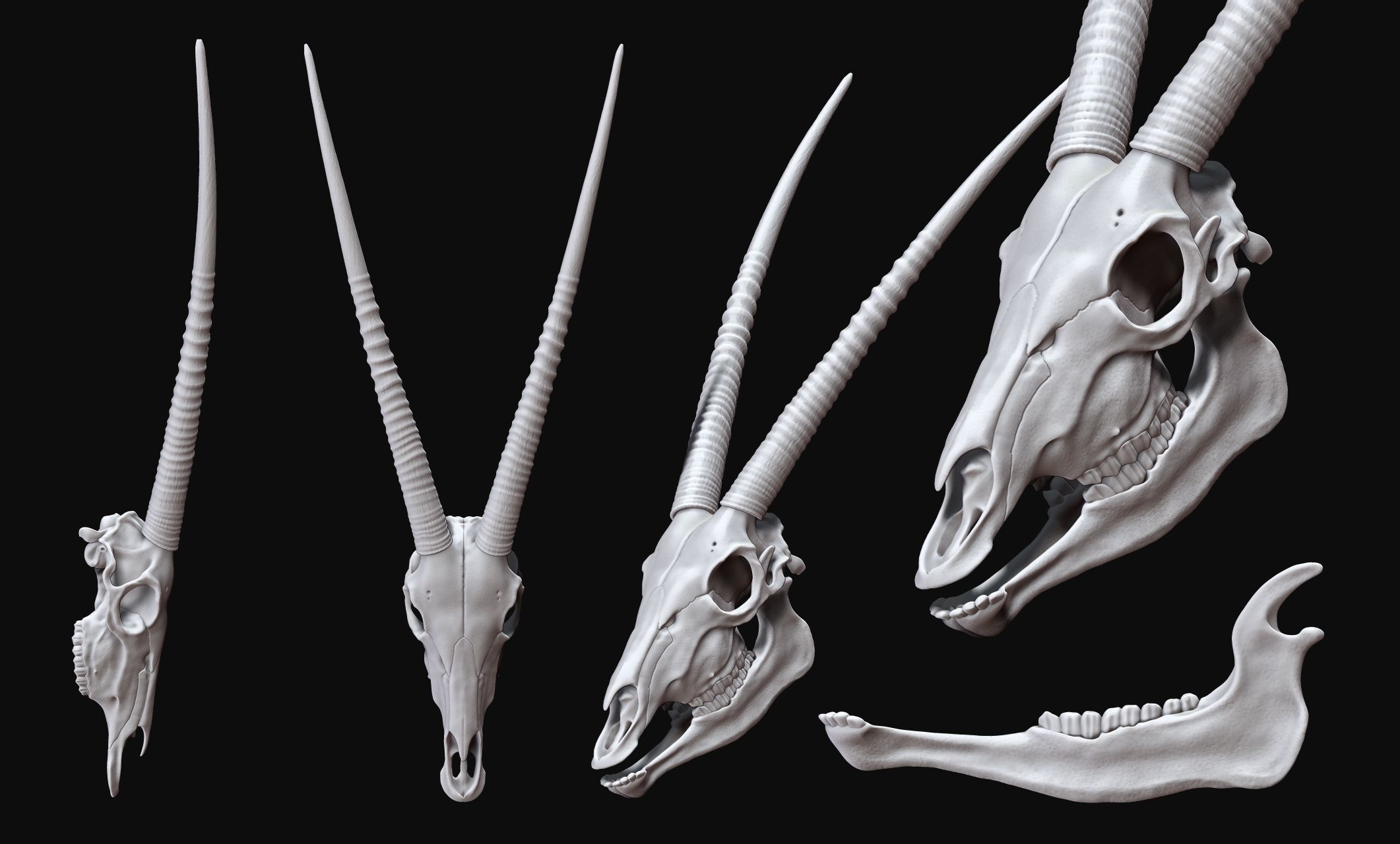 Oryx - Oryx gazella Skull 3D model 3D printable | CGTrader