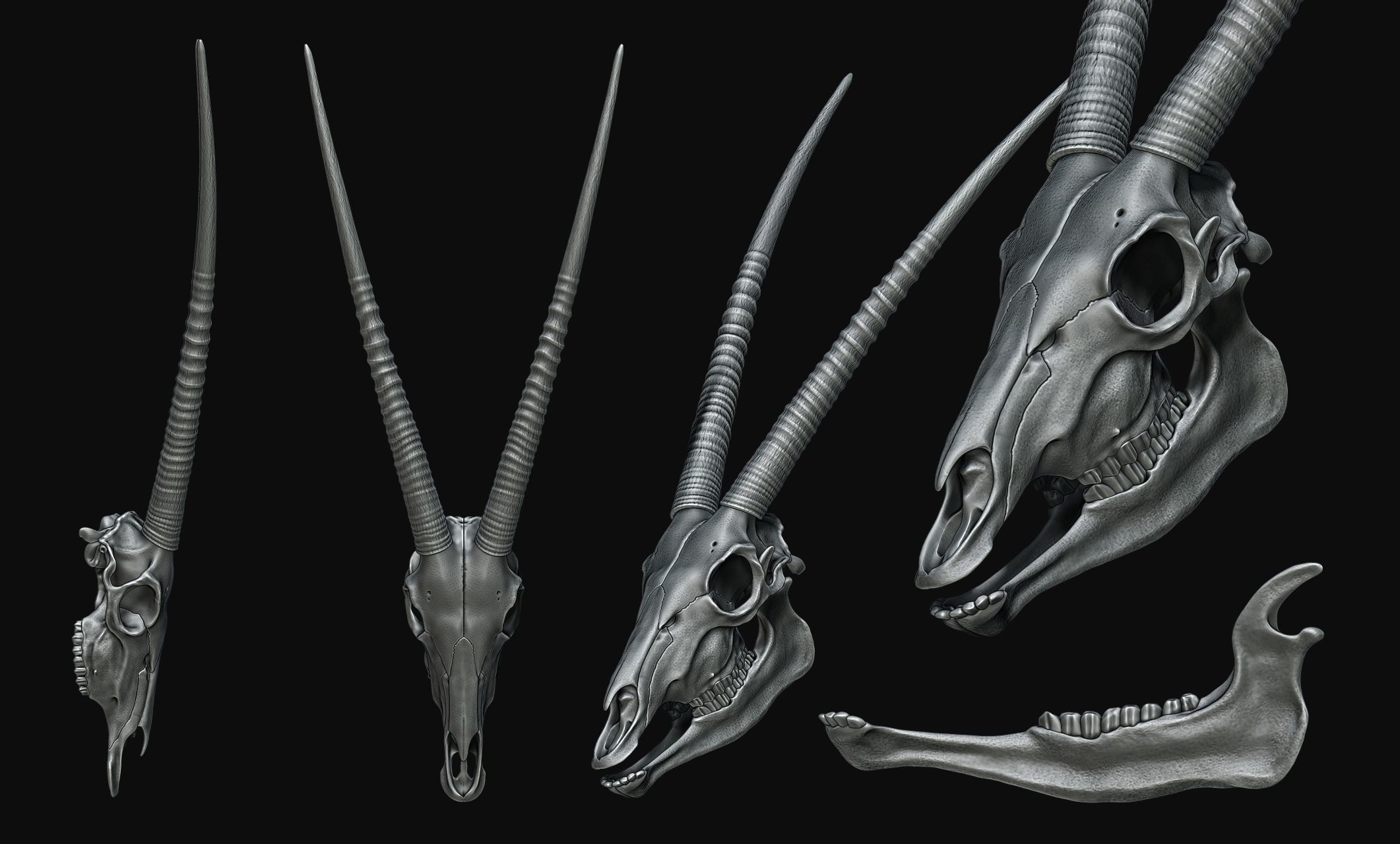 Oryx - Oryx gazella Skull 3D model 3D printable | CGTrader