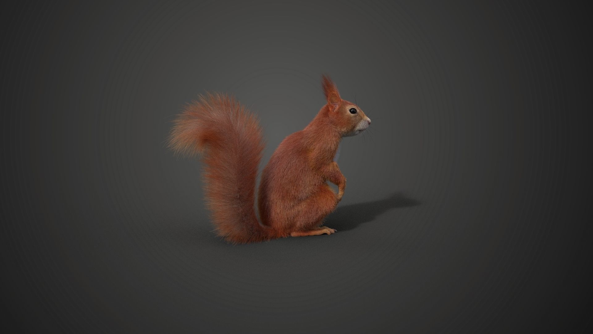 RedSquirrel Summer Animated VFX Grace 3D model animated rigged | CGTrader