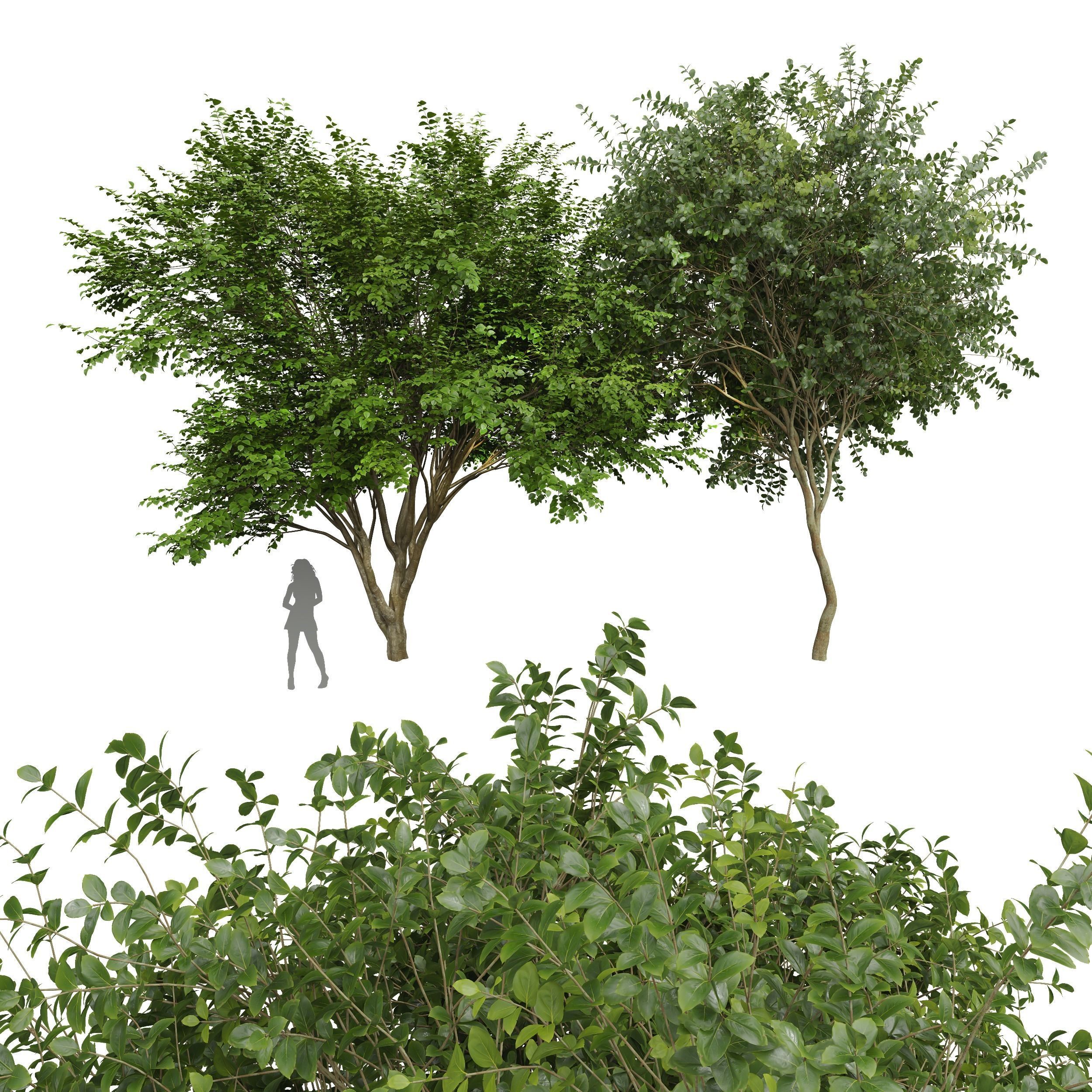 European Beech Big Joy Perfume Orange Michelia Champaca Tree001 3D ...