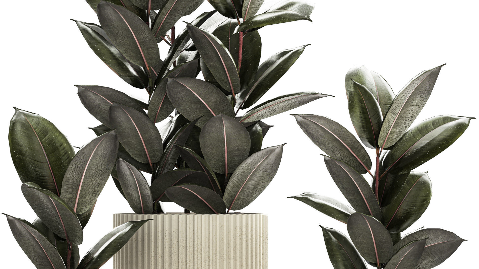 Beautiful Ficus Elastica Trees In Flowerpots 1246 3D model | CGTrader