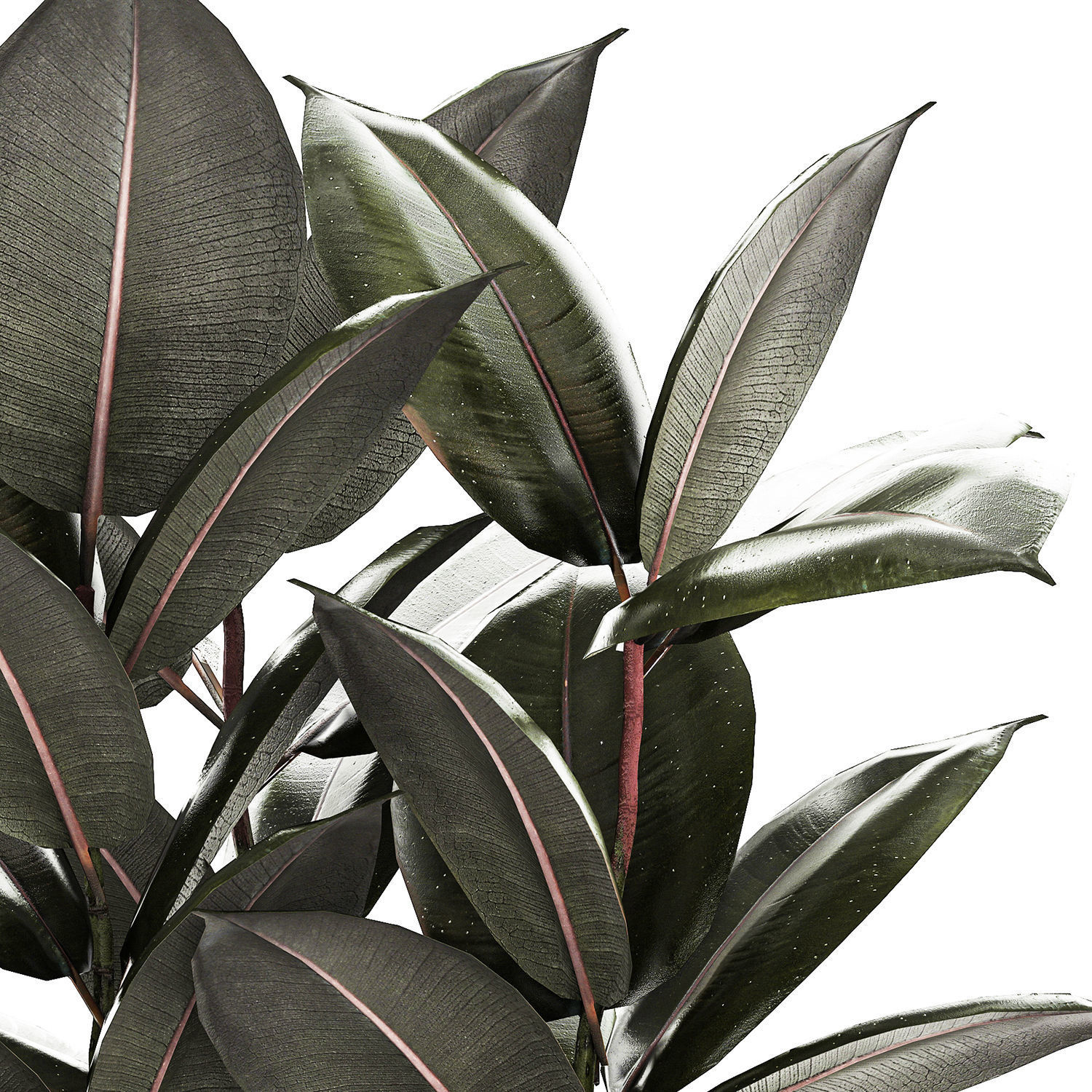 Beautiful Ficus Elastica Trees In Flowerpots 1246 3D model | CGTrader