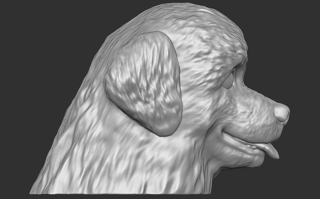 Puppy of Bernese Mountain Dog head for 3D printing free 3D model 3D ...
