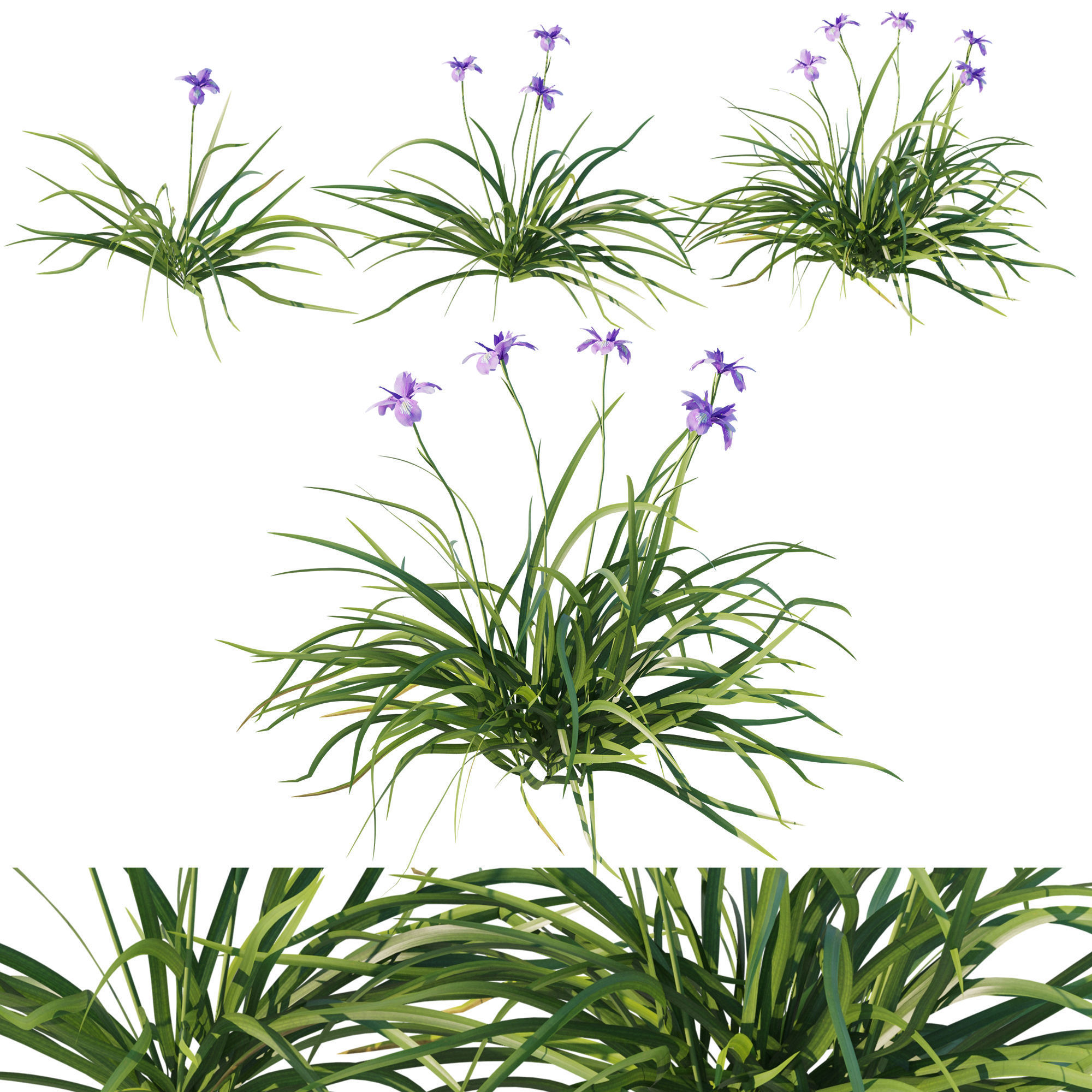 Iris douglasiana 3D model | CGTrader