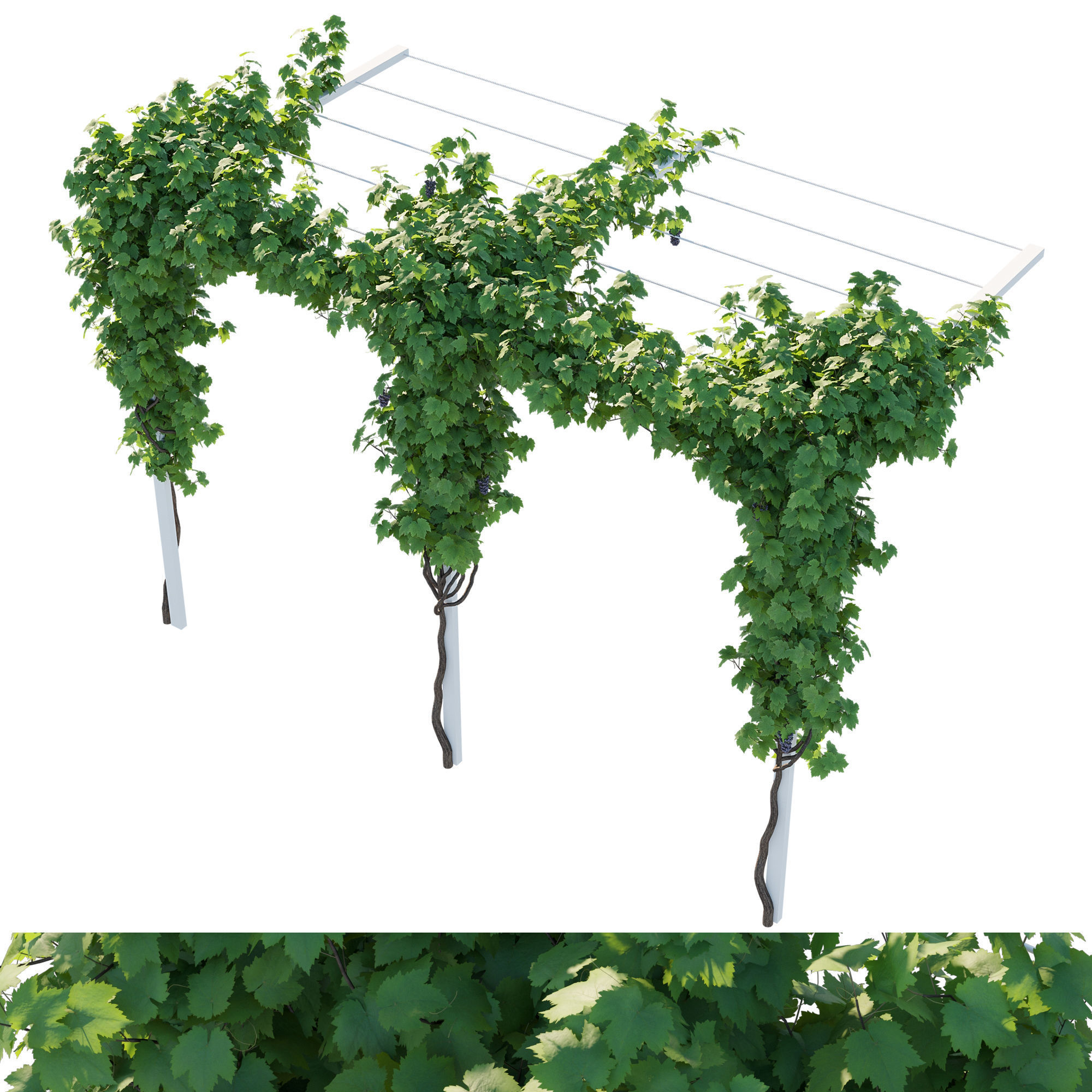 Vines grapes 3D model | CGTrader