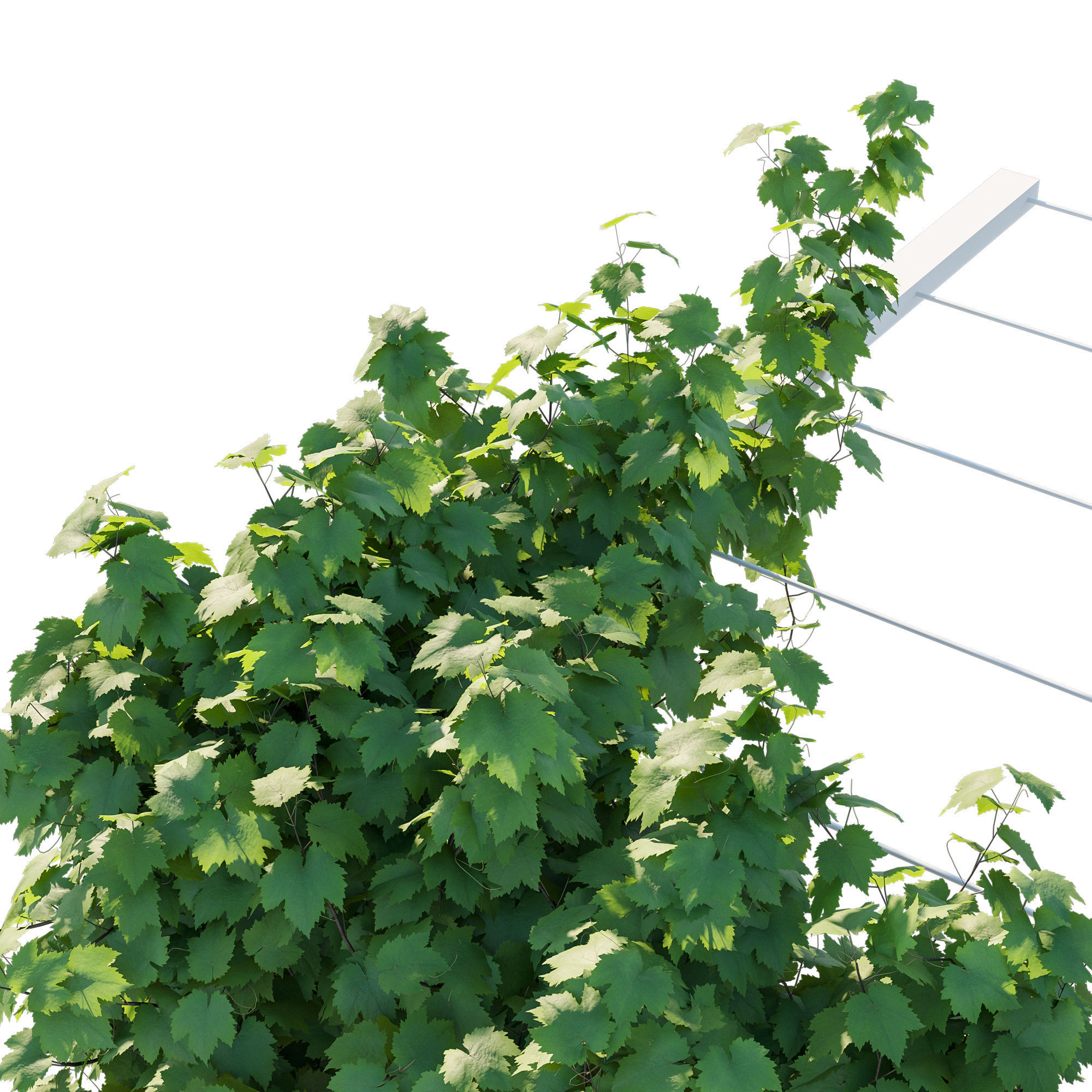 Vines grapes 3D model | CGTrader