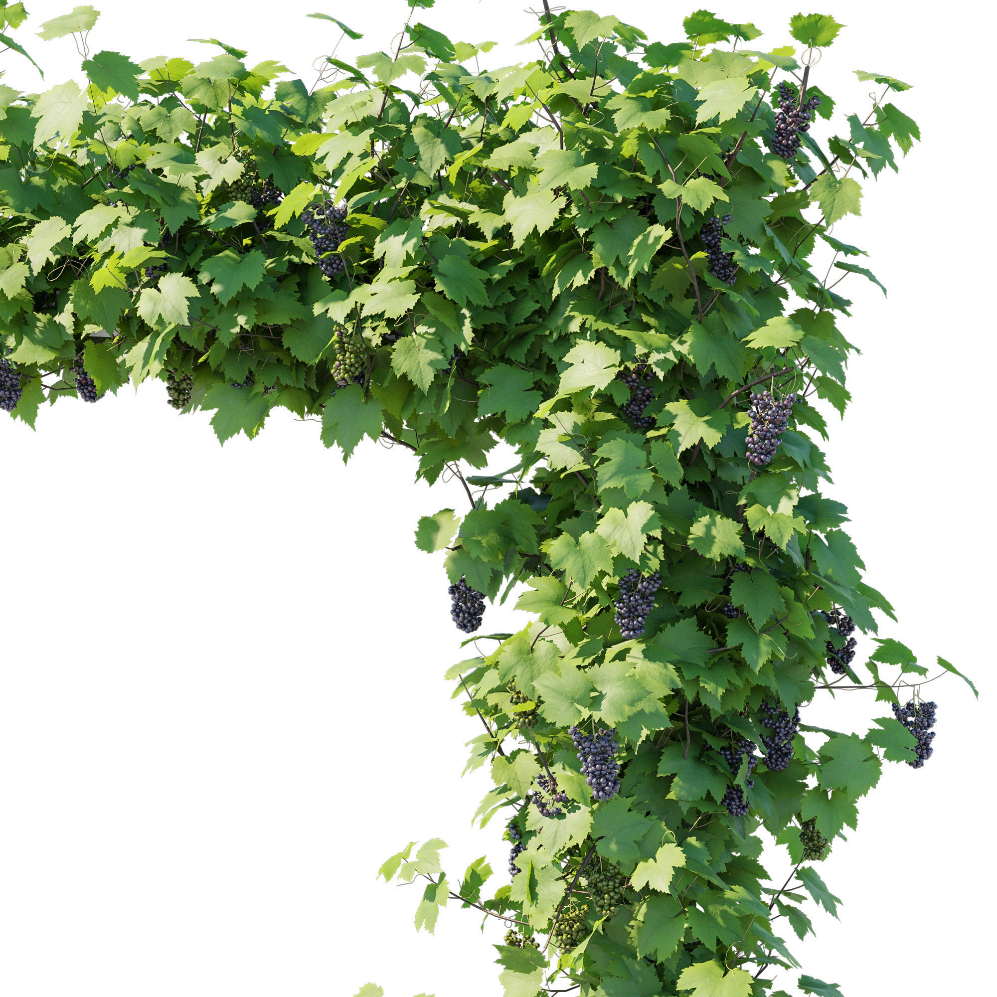 Vines Grapes 02 3D model | CGTrader