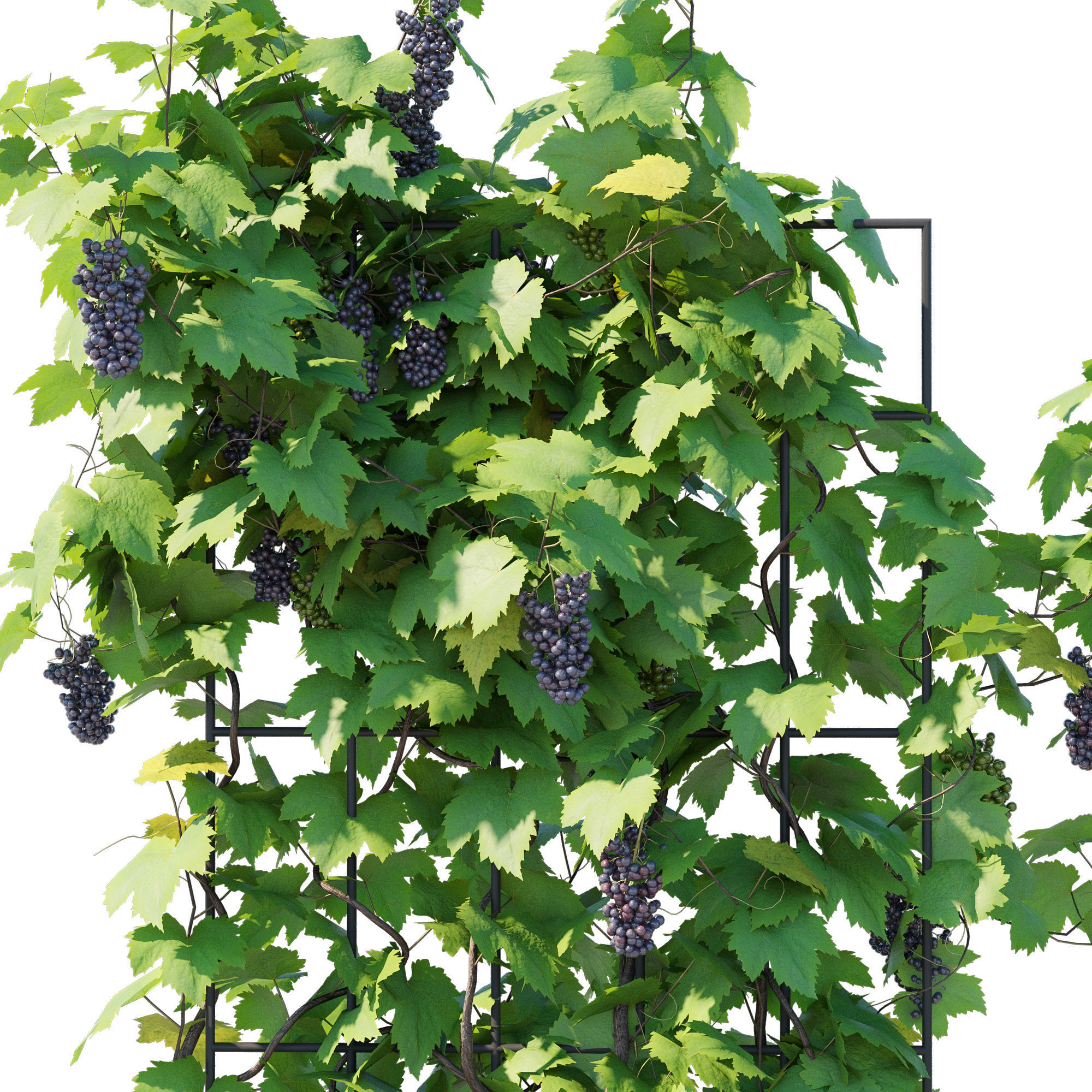 Vines Grapes 04 3D model | CGTrader