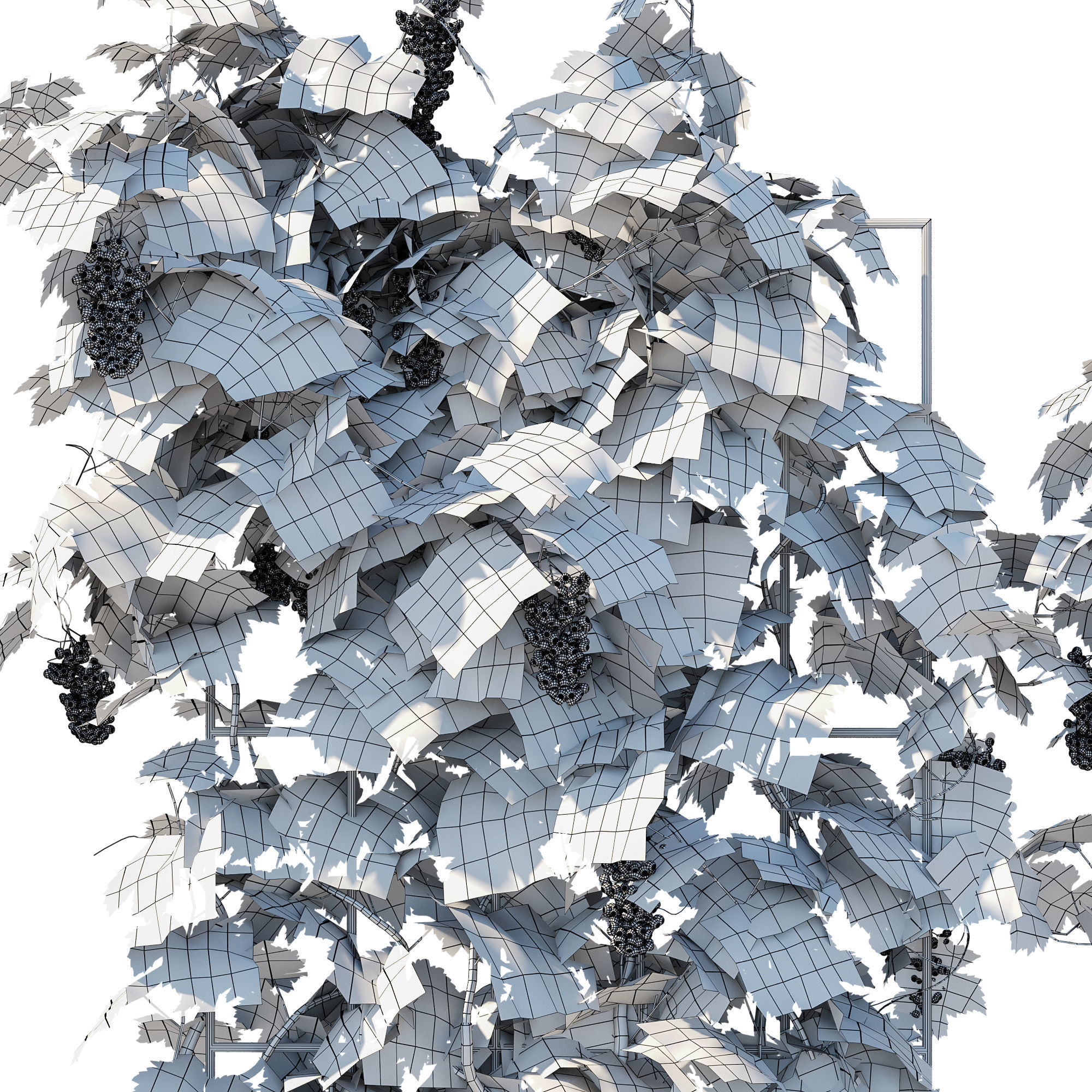 Vines Grapes 04 3D model | CGTrader