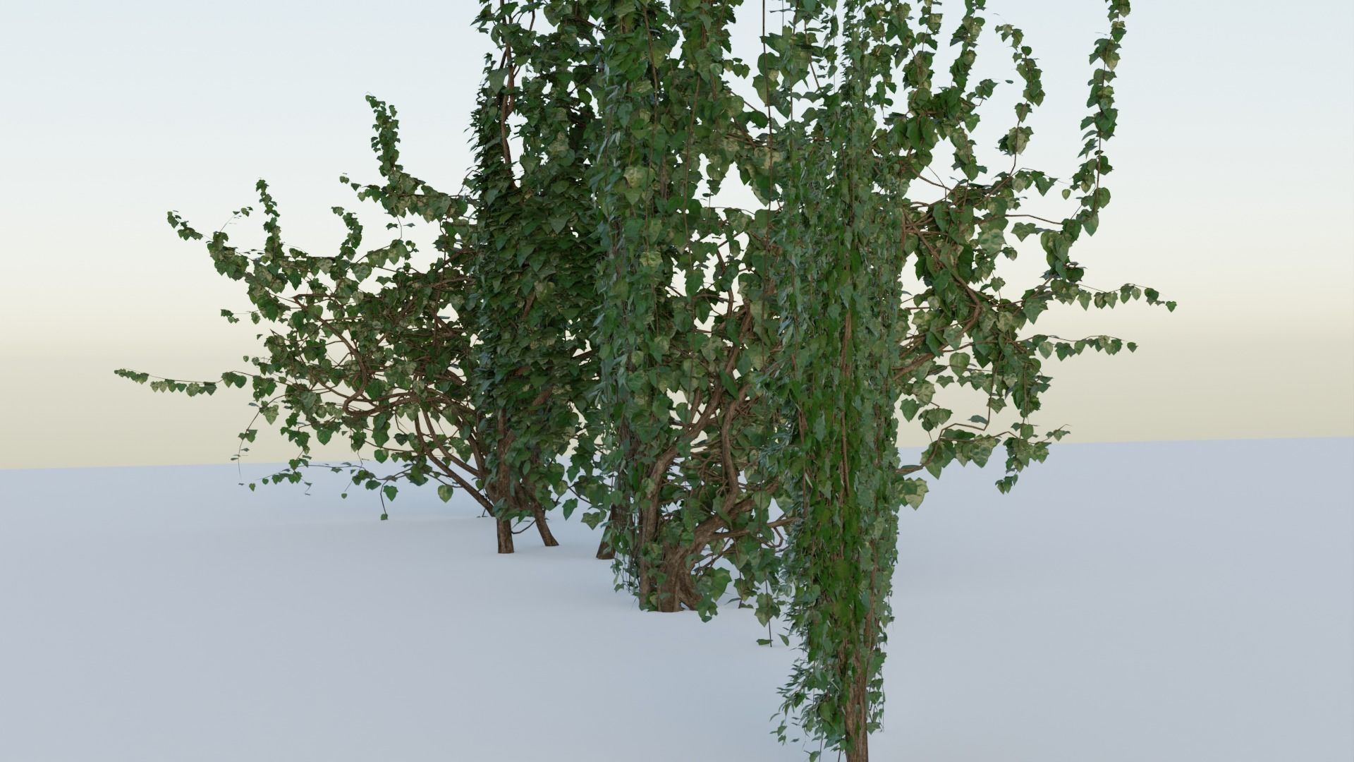 5 ivy 3D model | CGTrader