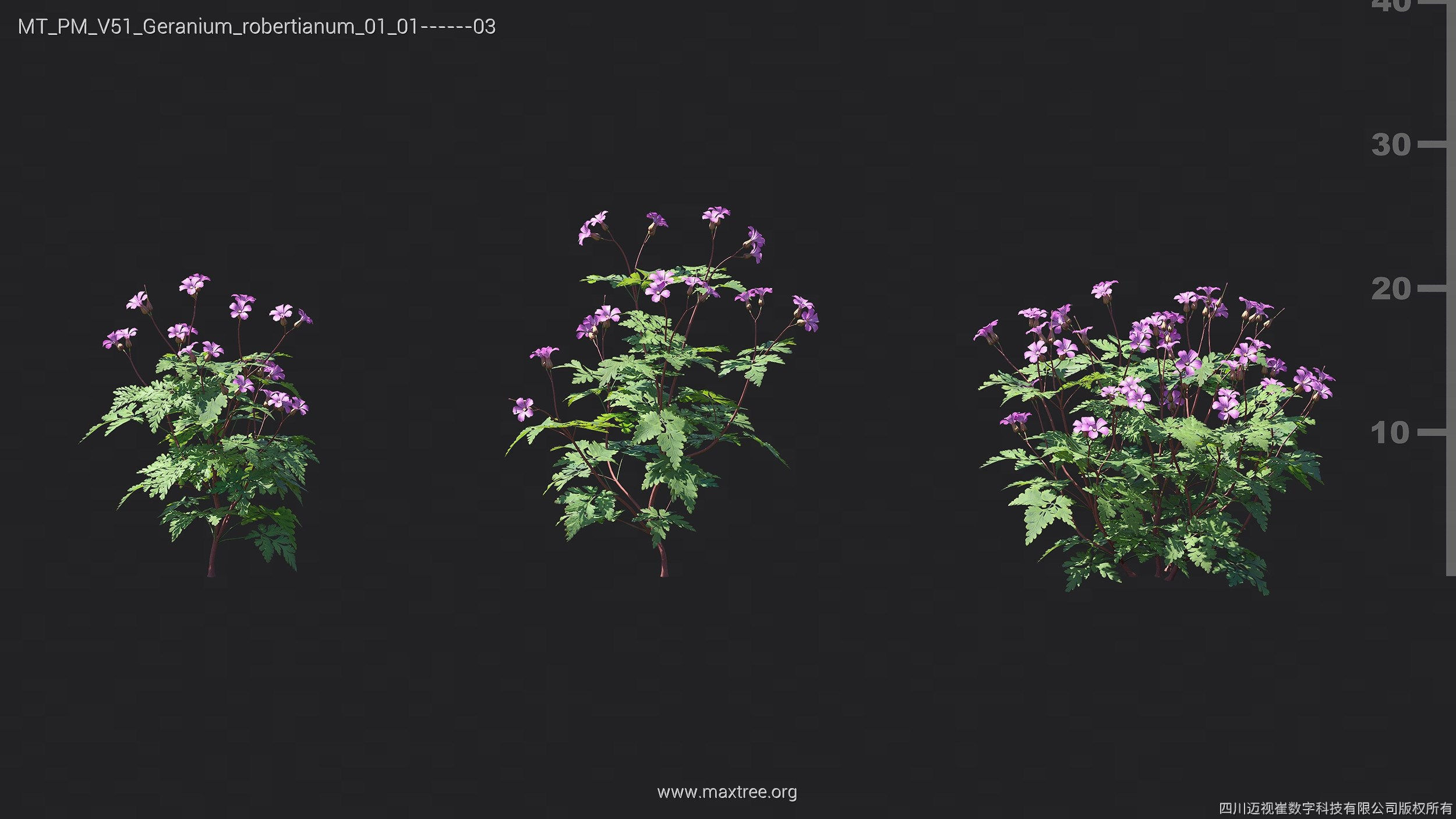 Maxtree Plant Models Vol 51 - Mesh 3D model | CGTrader