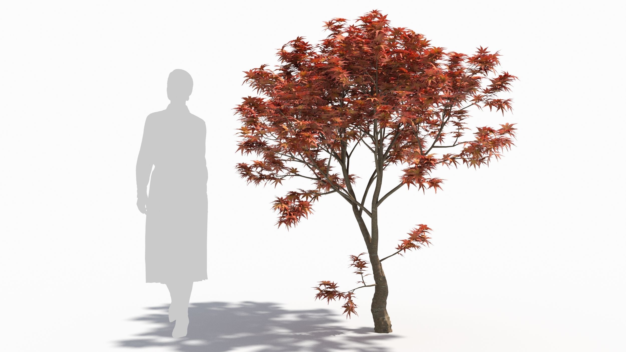 Acer palmatum 3D model | CGTrader
