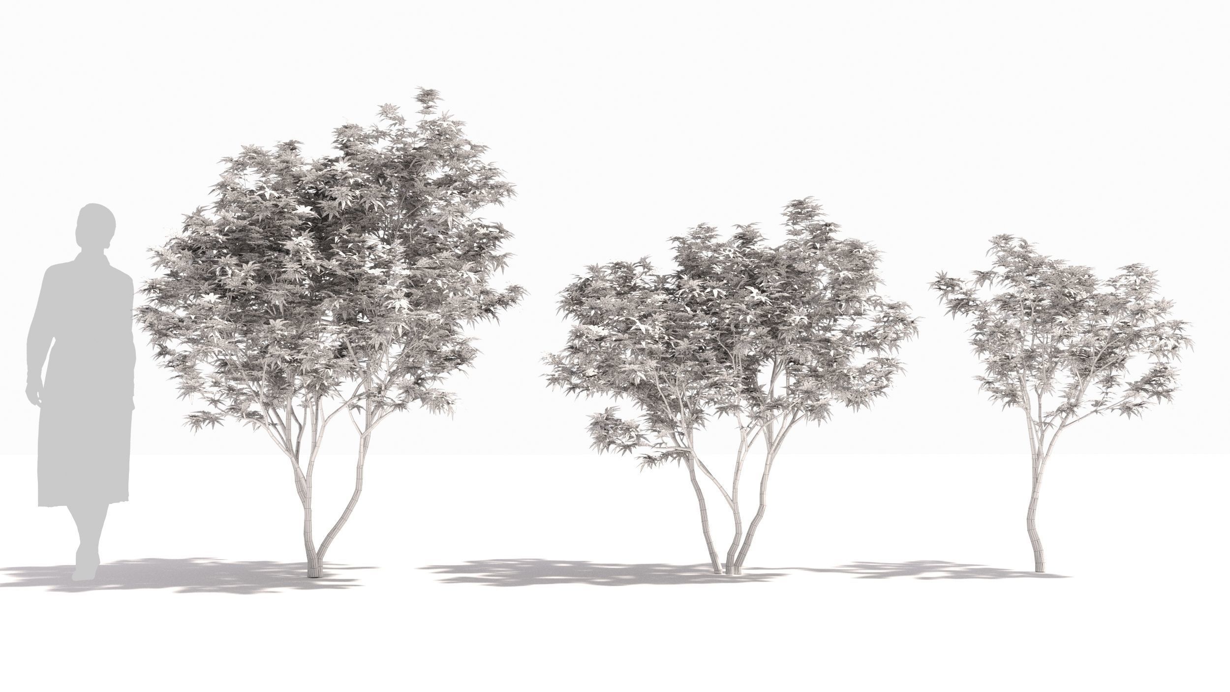 Acer palmatum 3D model | CGTrader