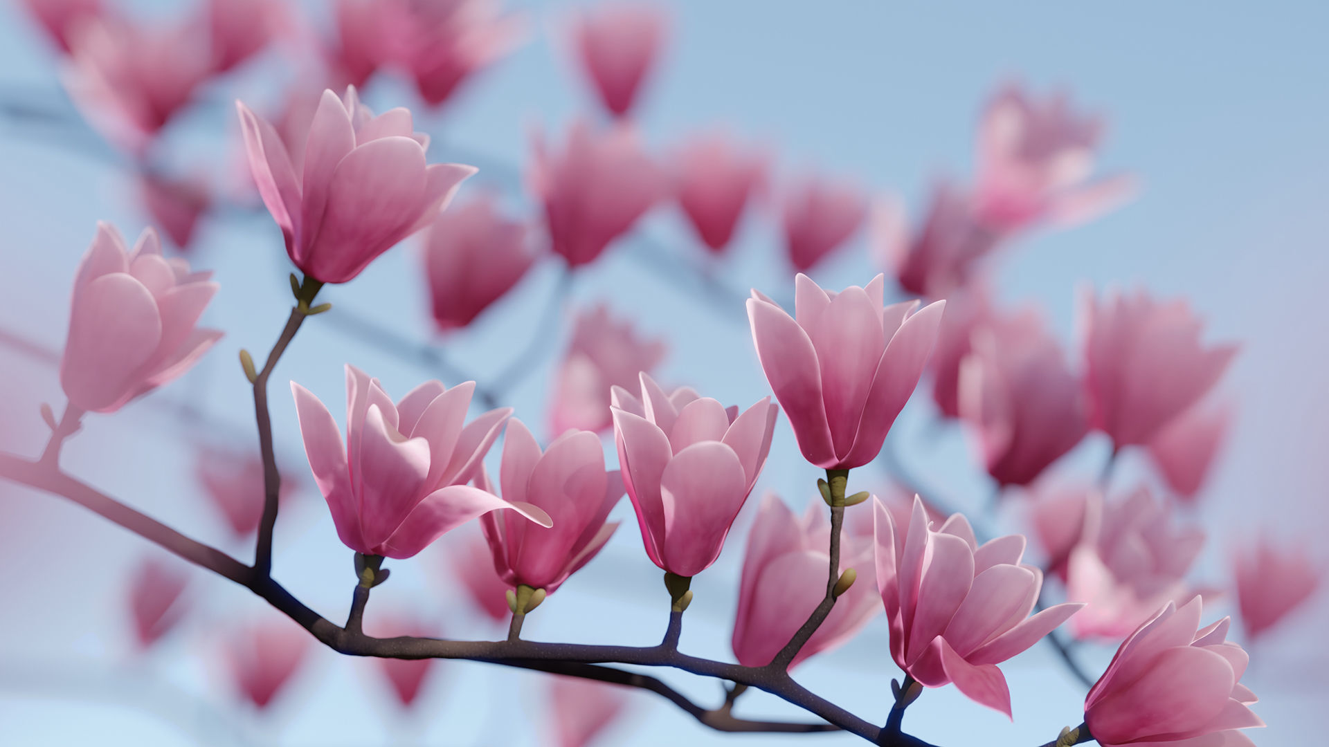 3D model Magnolia 3D Model Low Poly VR / AR / low-poly | CGTrader