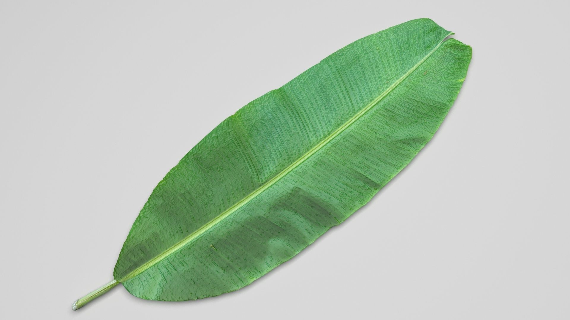 Banana Leaf 3D model | CGTrader