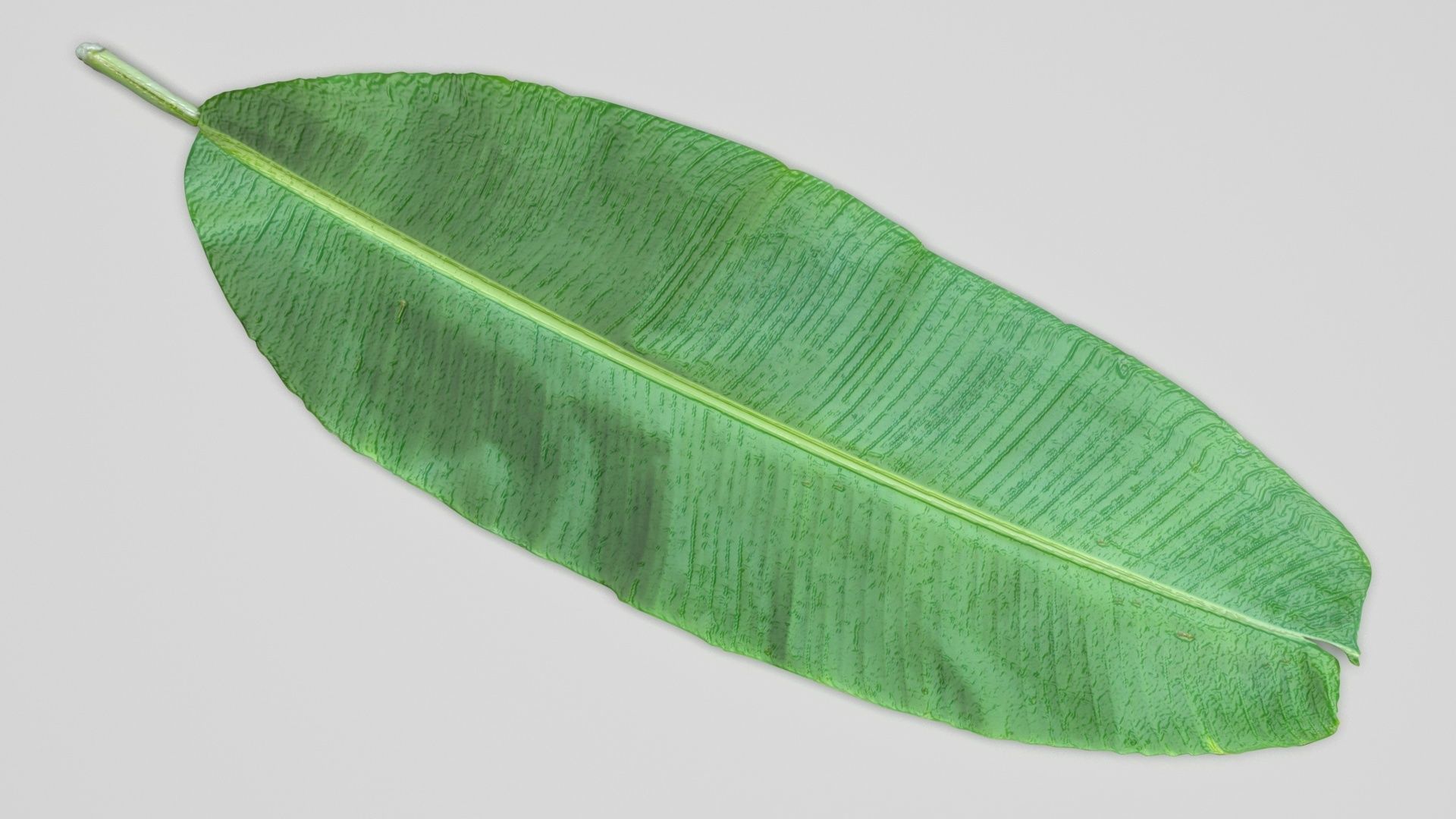 Banana Leaf 3D model | CGTrader
