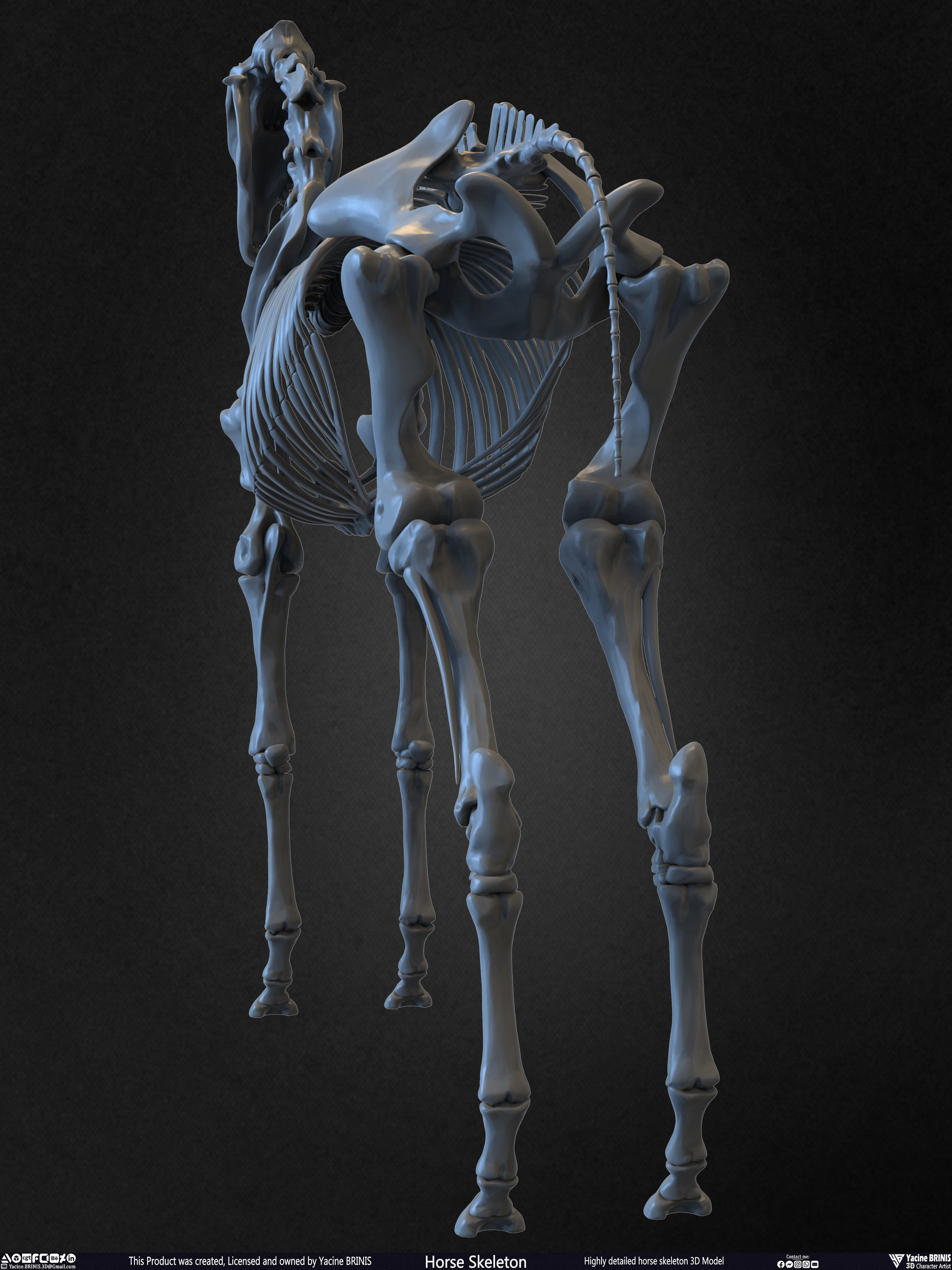 3D model Horse Skeleton 3D Model VR / AR / low-poly | CGTrader