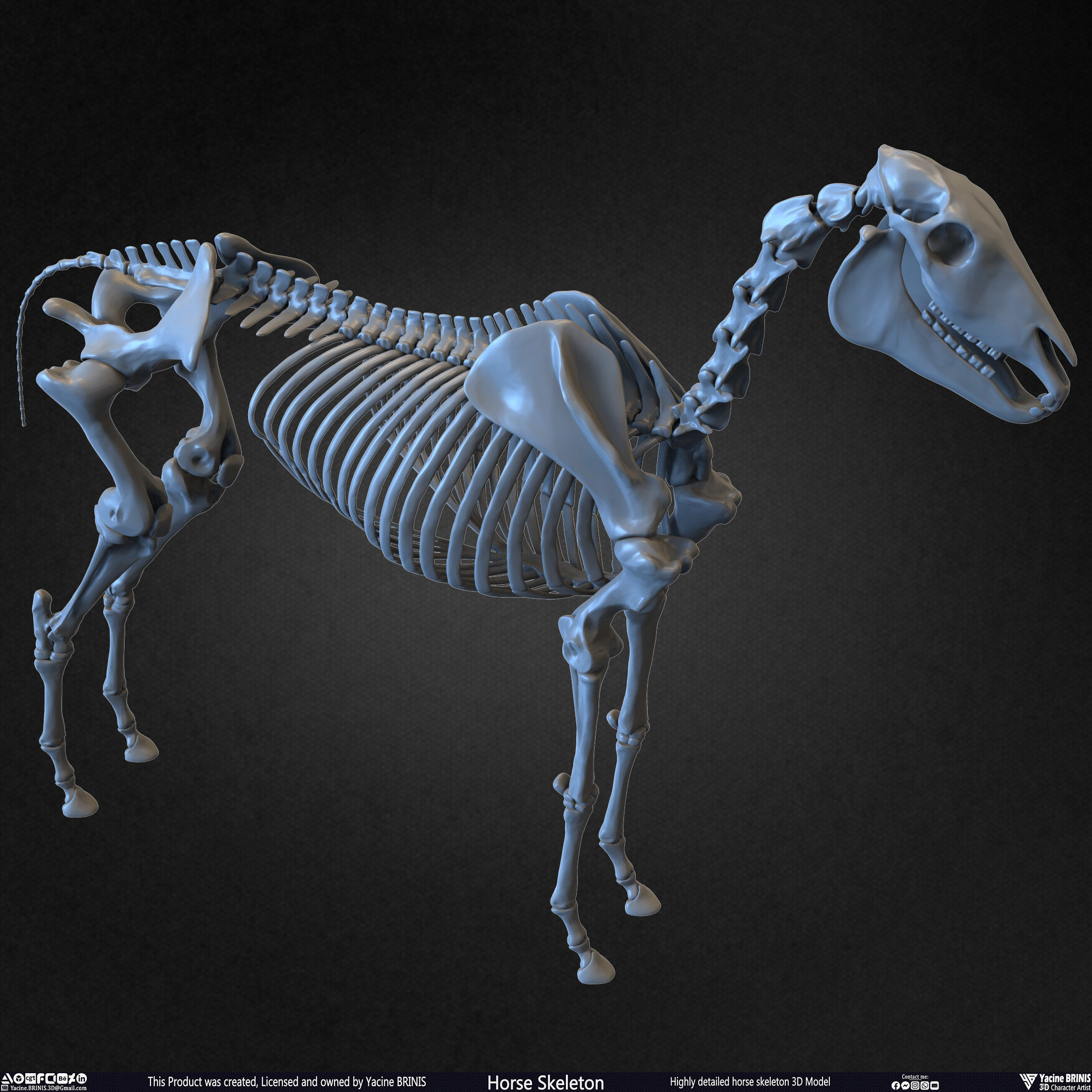 3D model Horse Skeleton 3D Model VR / AR / low-poly | CGTrader