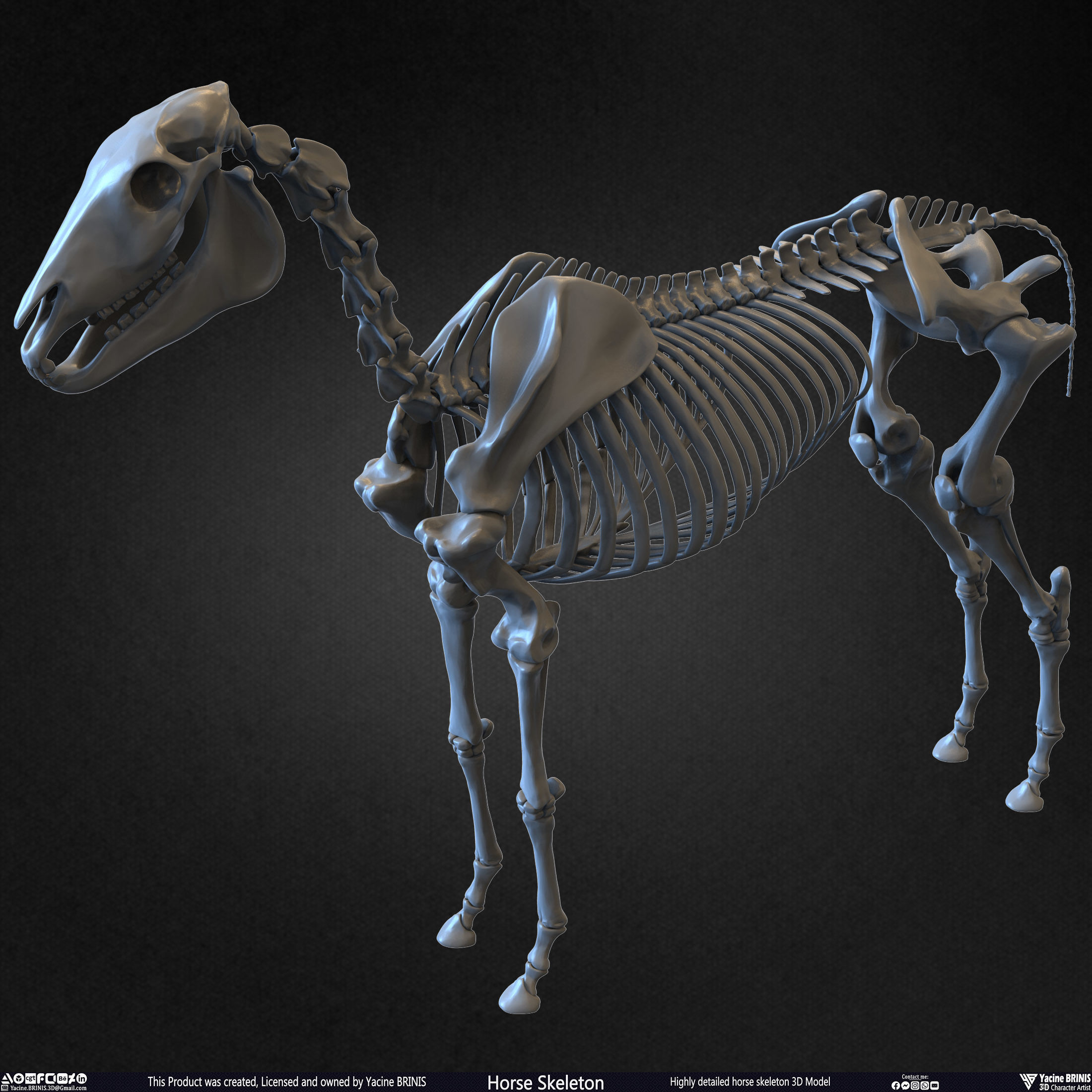 3D model Horse Skeleton 3D Model VR / AR / low-poly | CGTrader