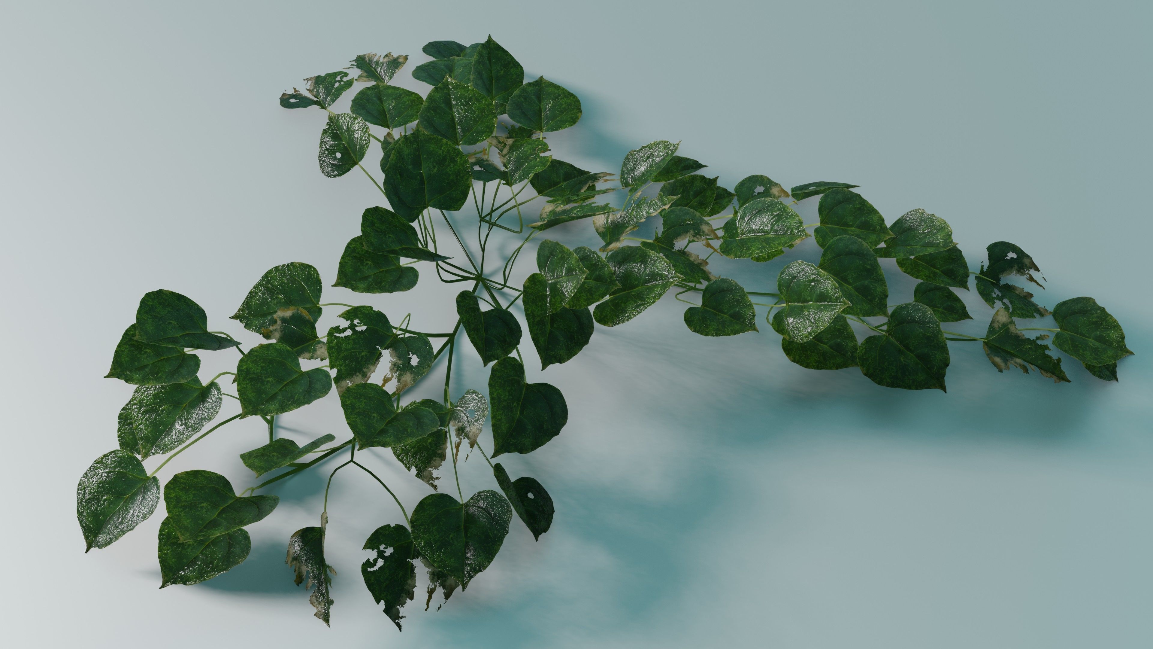 3D model Bindweed Ivy VR / AR / low-poly | CGTrader