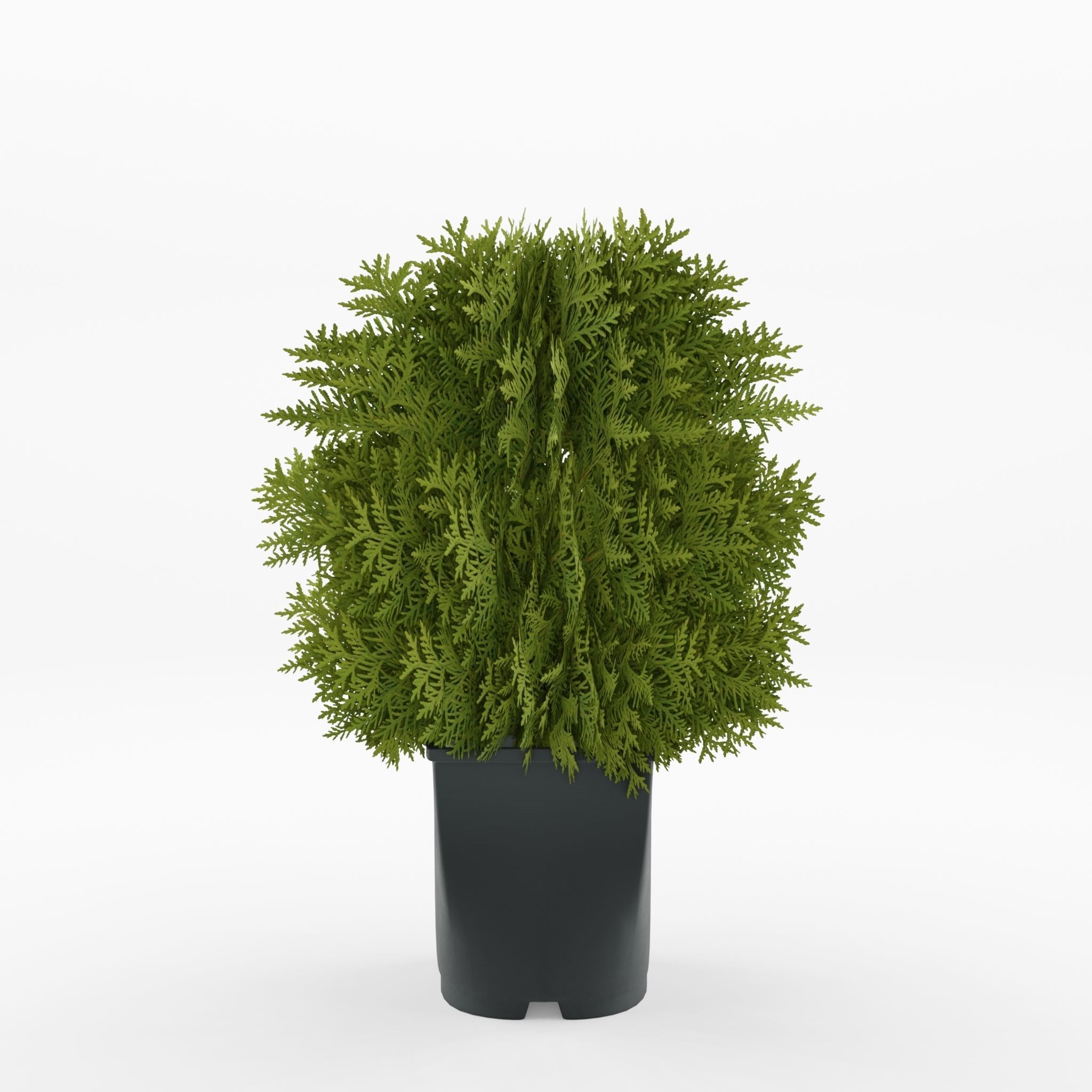 3D model Tiny Tim American Arborvitae 3D Model VR / AR / low-poly ...