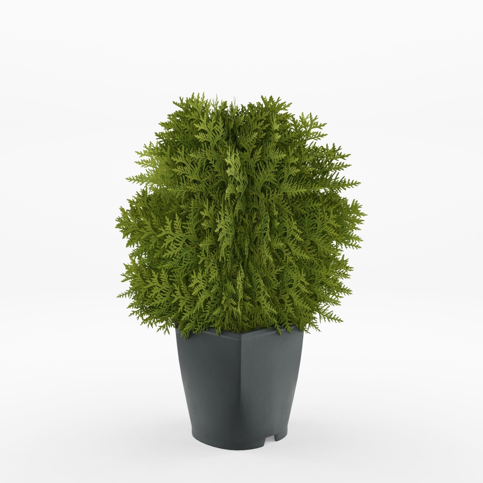 3D model Tiny Tim American Arborvitae 3D Model VR / AR / low-poly ...