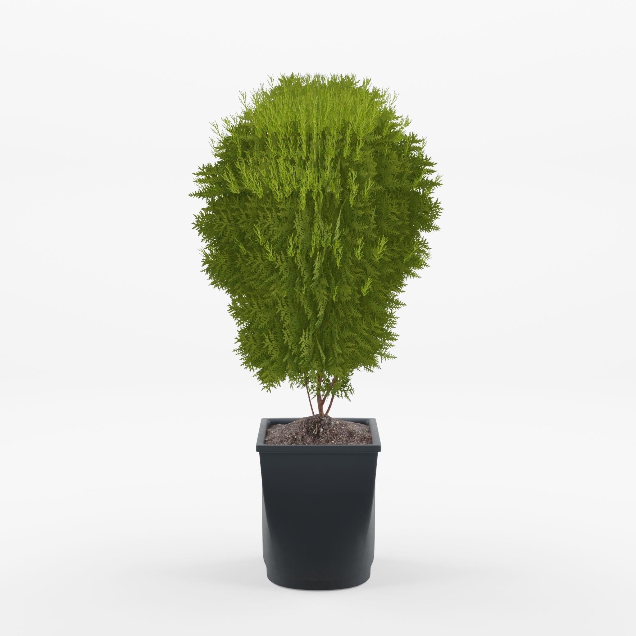 3D model Little Giant American Arborvitae 3D Model VR / AR / low-poly ...