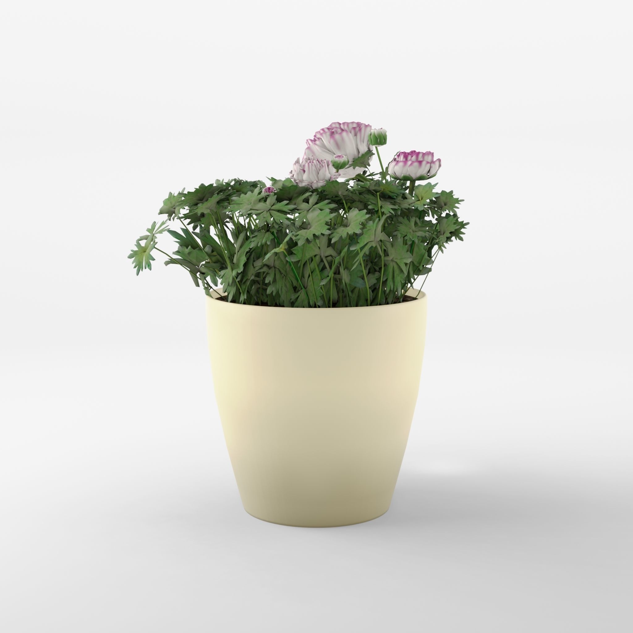 3D model Buttercup or Ranunculus Mache Vanilla Rose 3D Model VR / AR ...
