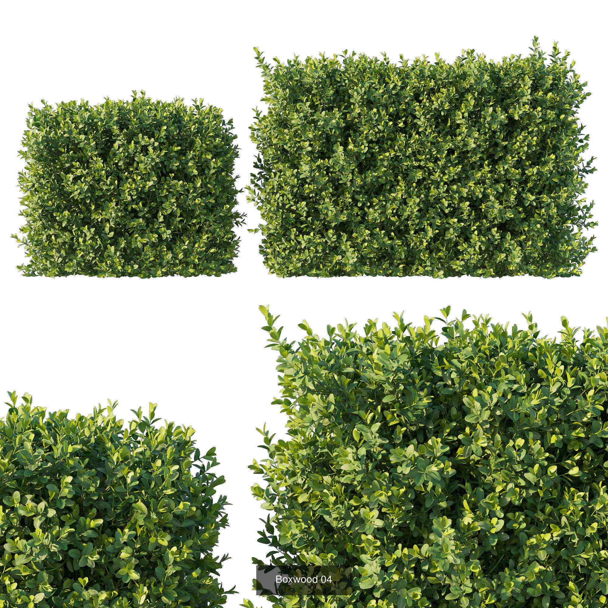 Bushes and Shrubs Evergreen Shrubs 3D Model Collection | CGTrader